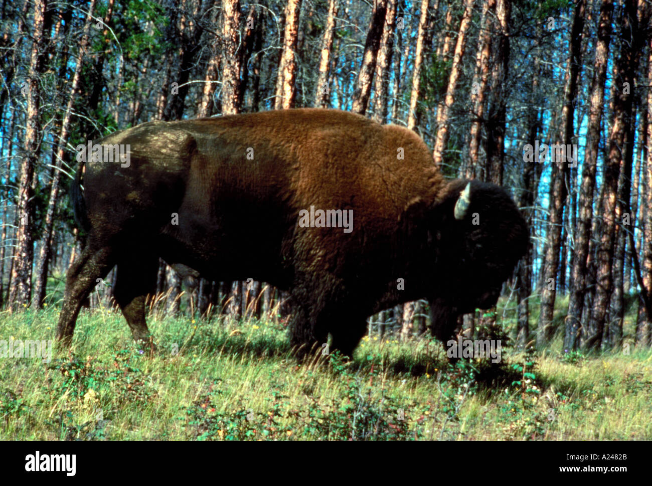 Wood bison in forest many more wildlife images available Stock Photo ...