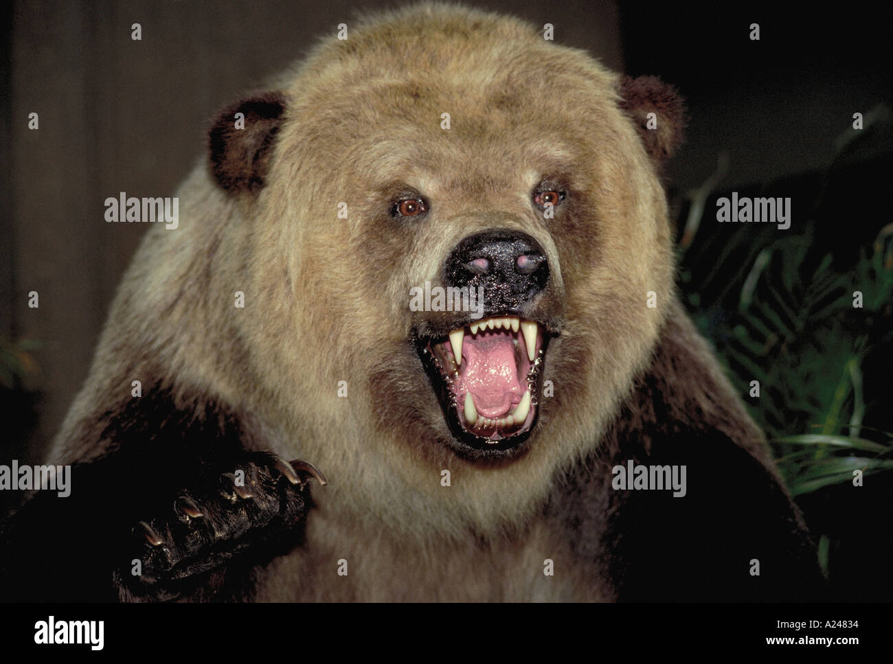 Stuffed grizzly many more wildlife images available Stock Photo - Alamy