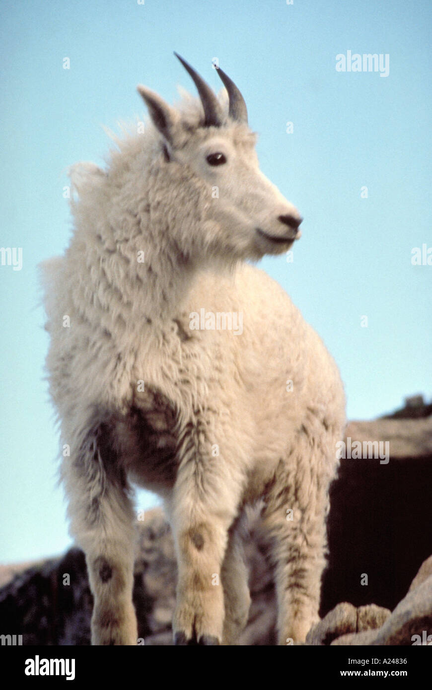 Rocky mountain goat many more wildlife images available Stock Photo - Alamy