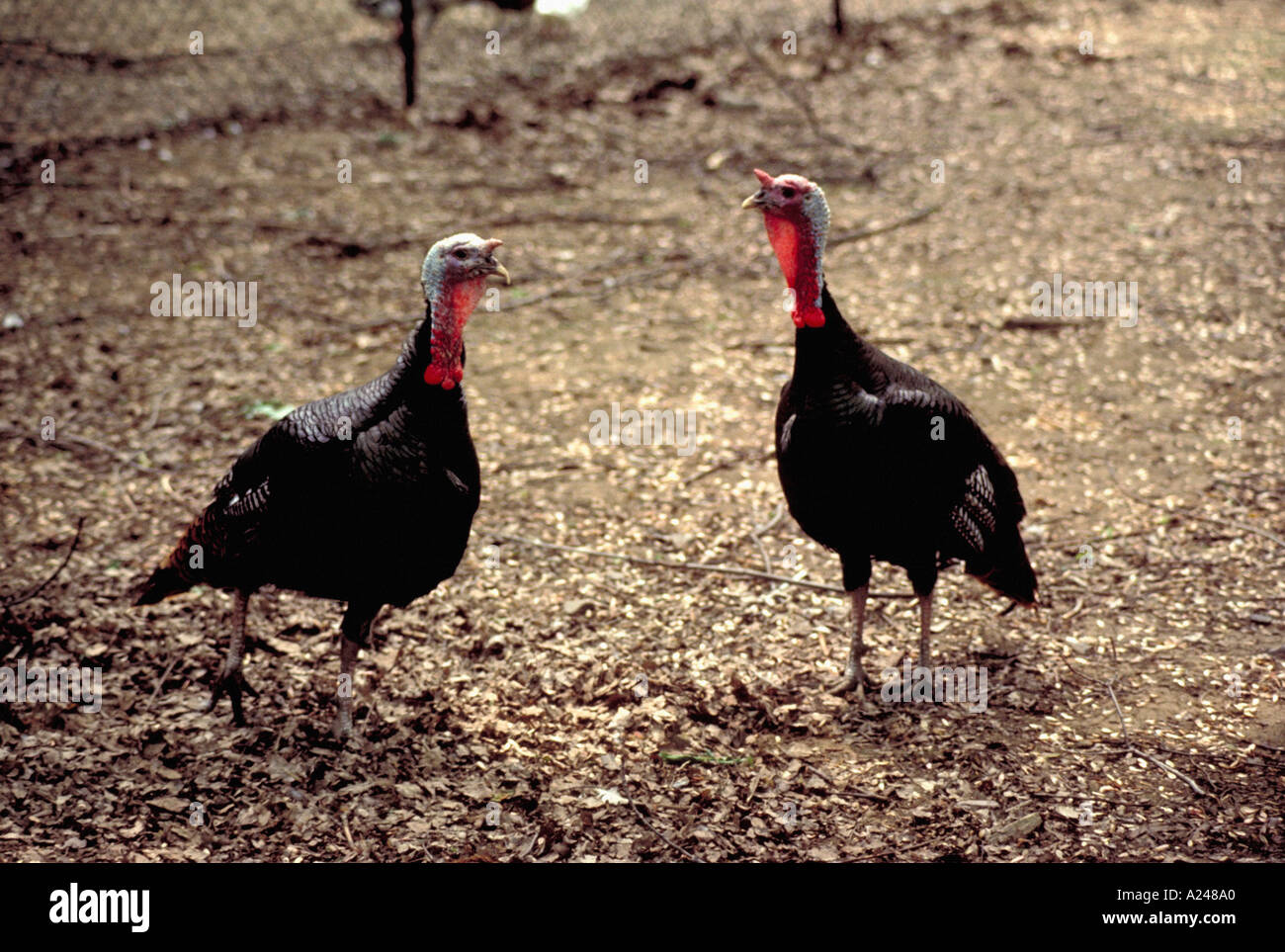 Talking turkey extensive collection of images to illustrate expressions ...