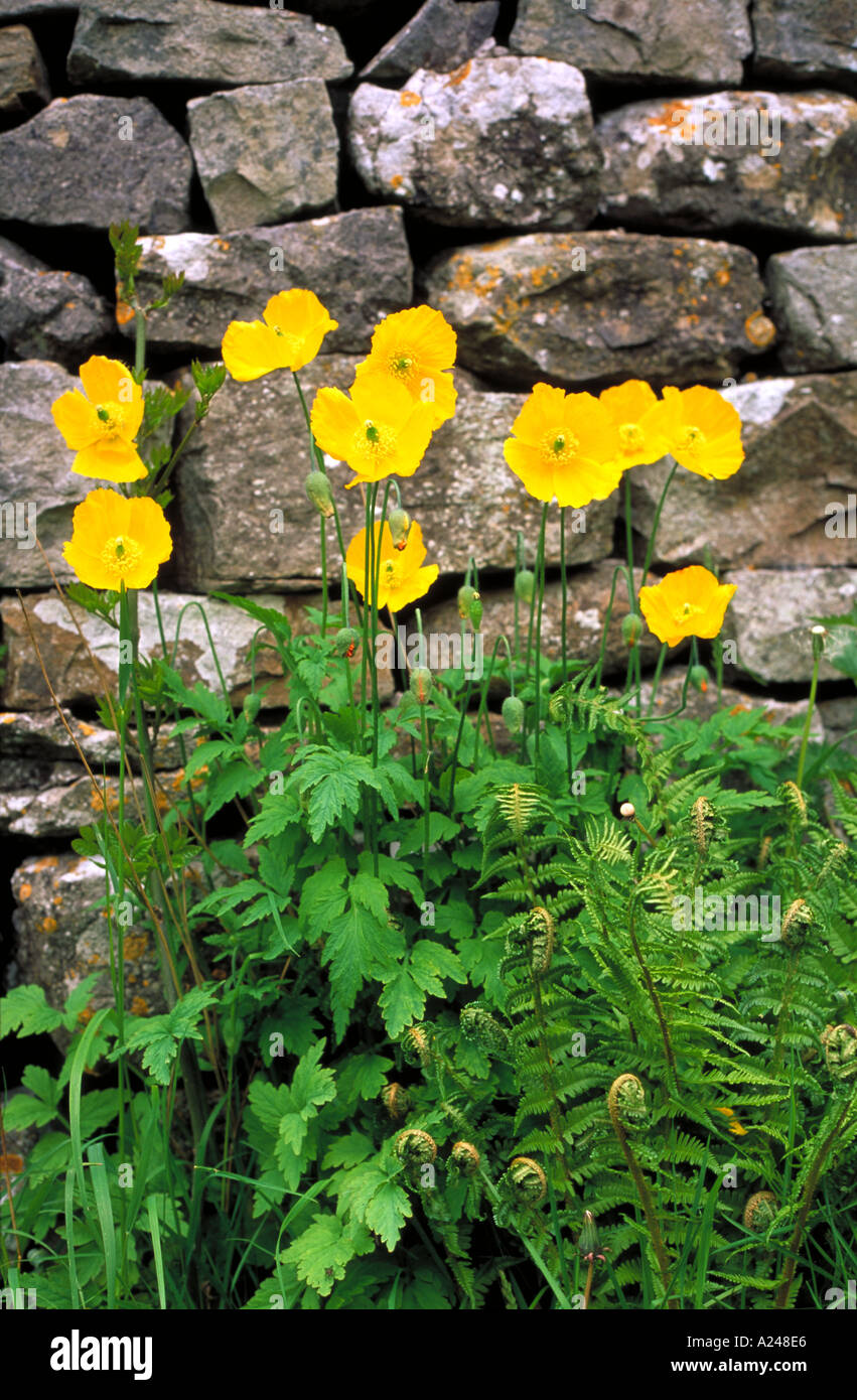 Welsh Poppies papaver cambrica Stock Photo - Alamy