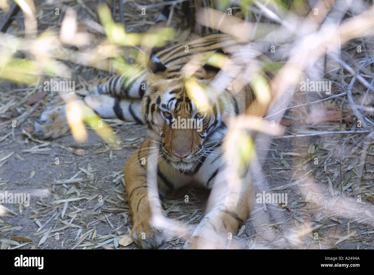 TIGER UNDER TREE BANDHAVGARH NATIONAL PARK MADHYA PRADESH INDIA Stock ...