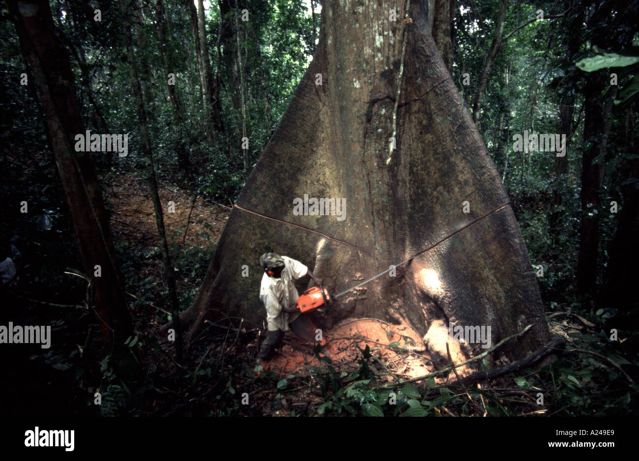 Logging of tropical hardwood trees in the Central African Republic of ...