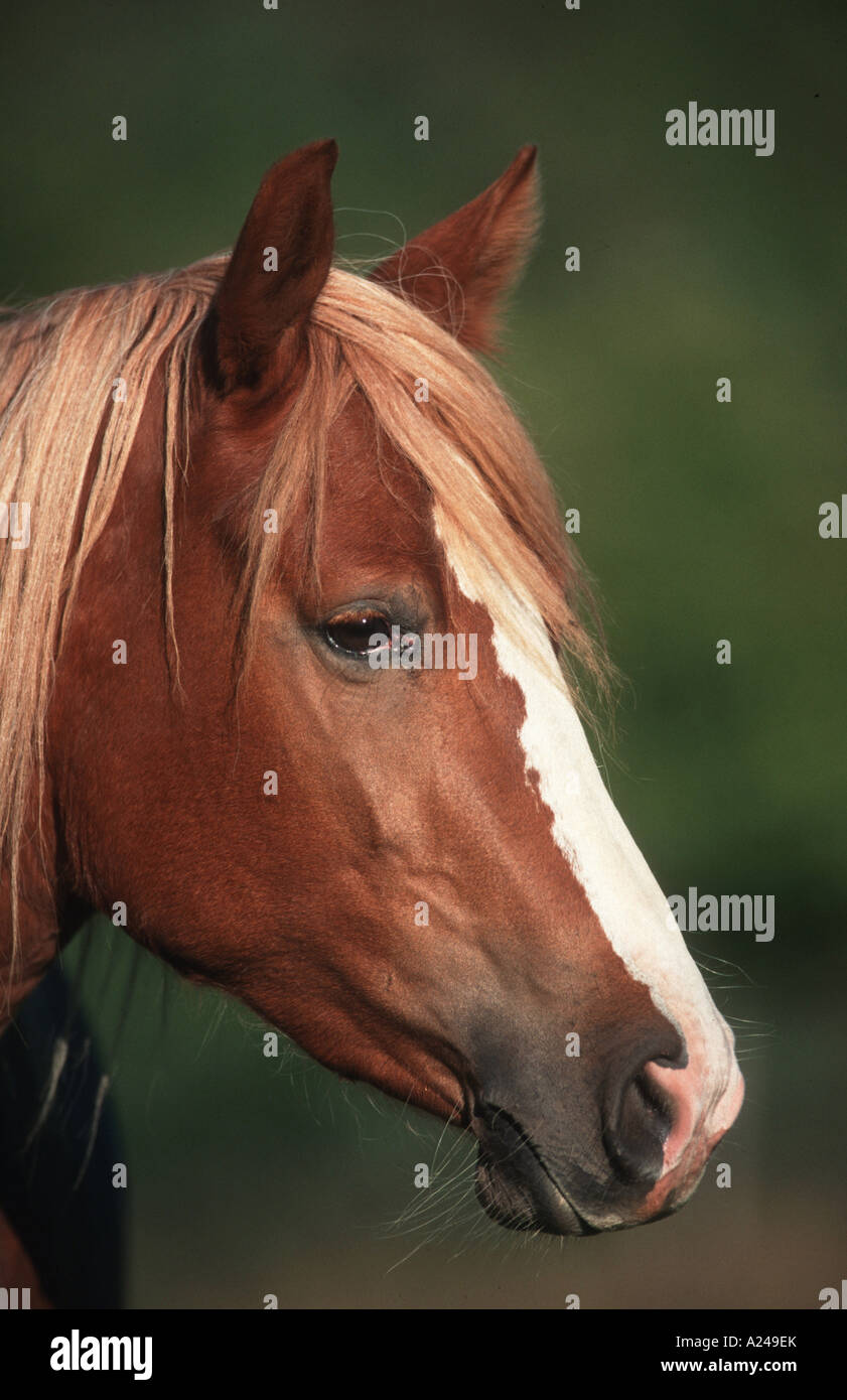 Partbreed Horse Mischlingspferd Stock Photo - Alamy