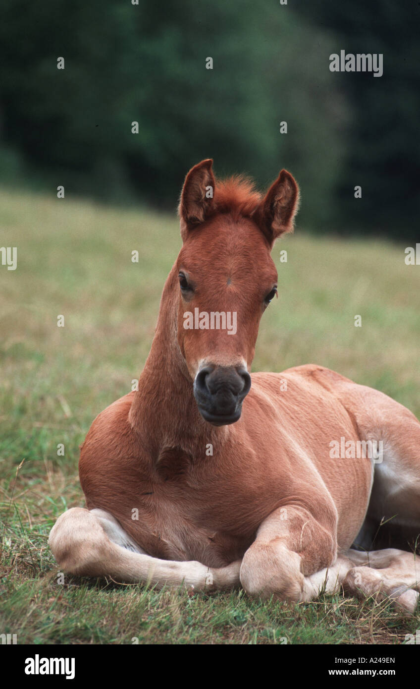 Partbreed Horse Mischlingspferd Stock Photo - Alamy