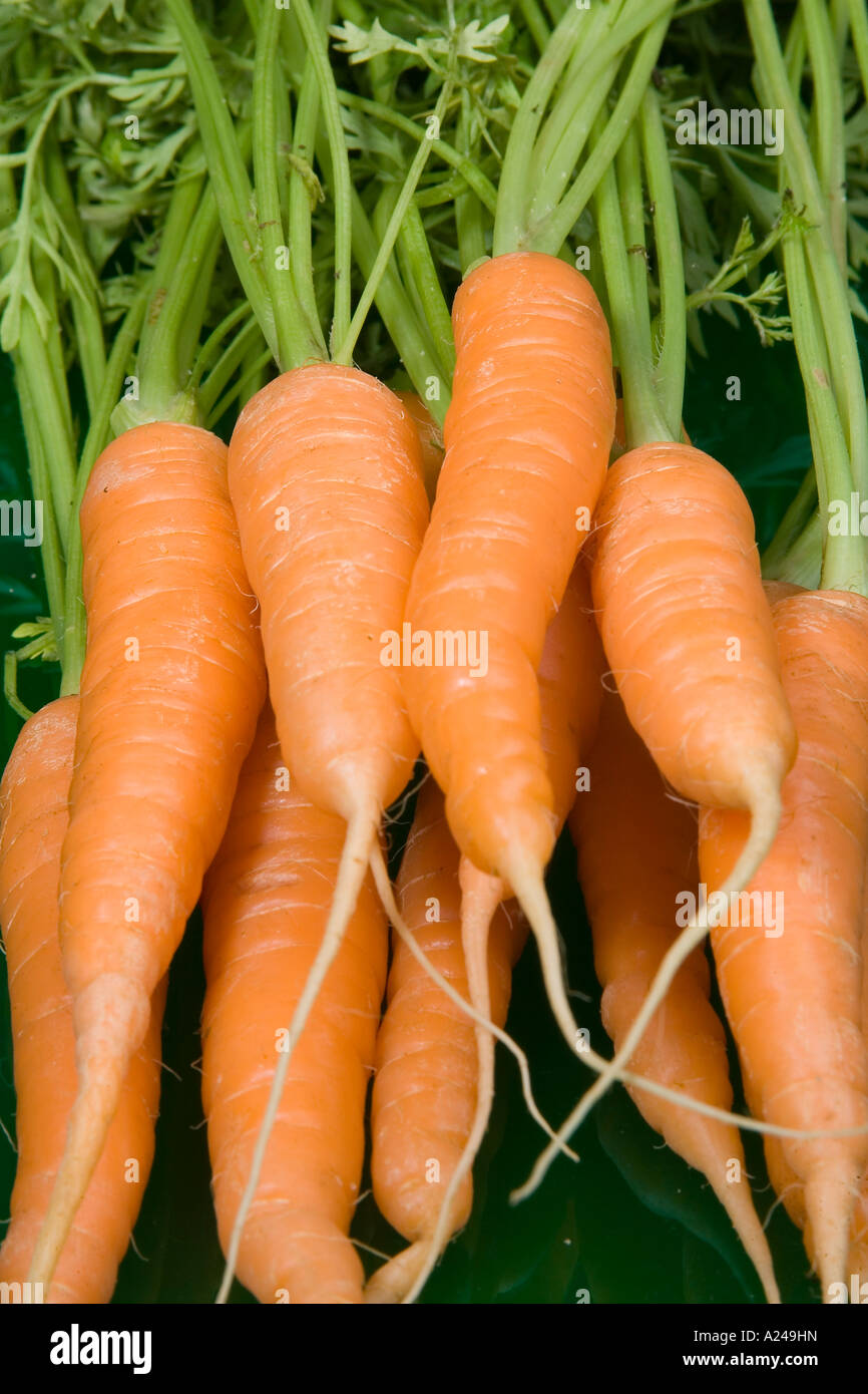 Earthy recipe hi-res stock photography and images - Alamy