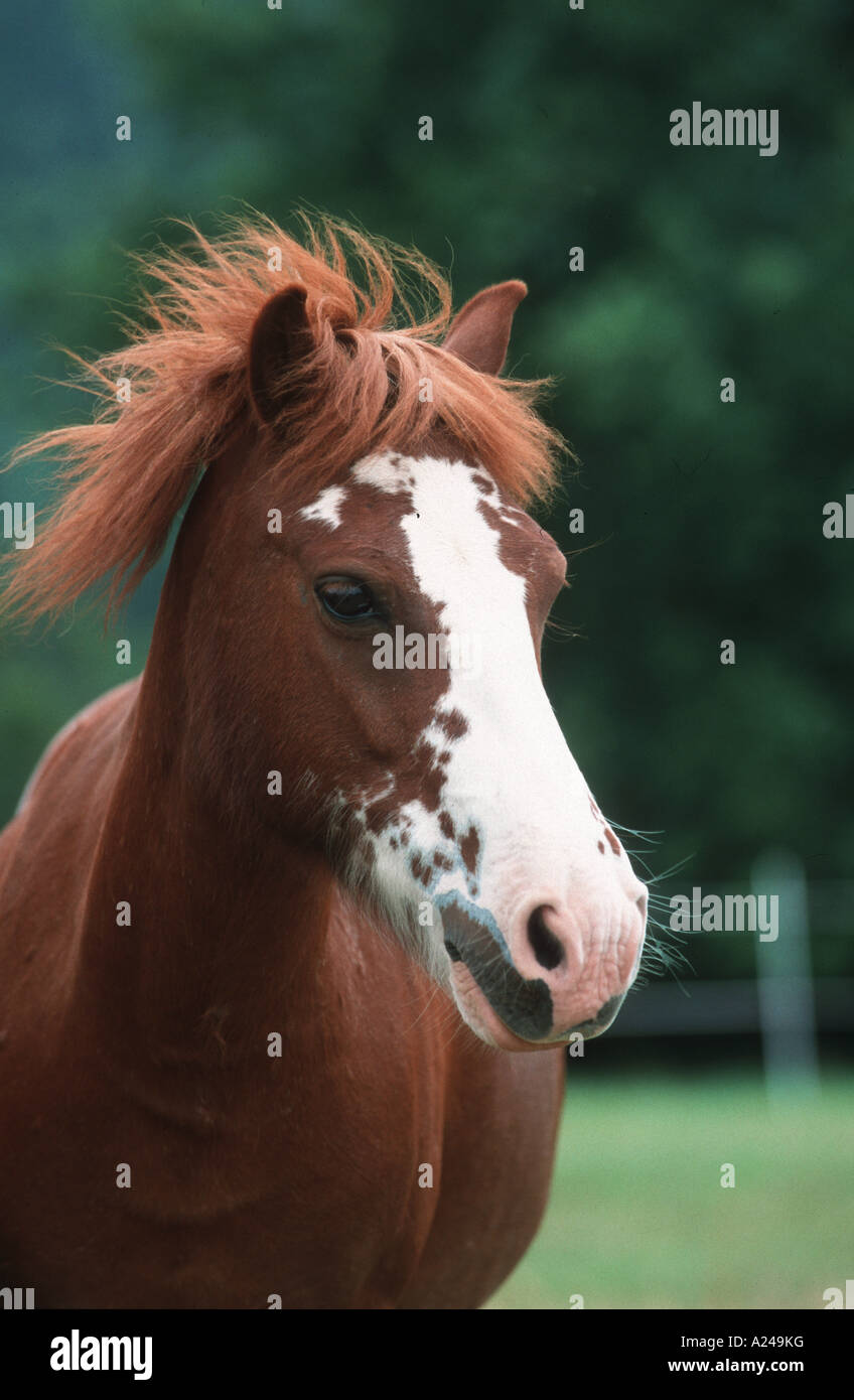 Partbreed Horse Mischlingspferd Stock Photo - Alamy