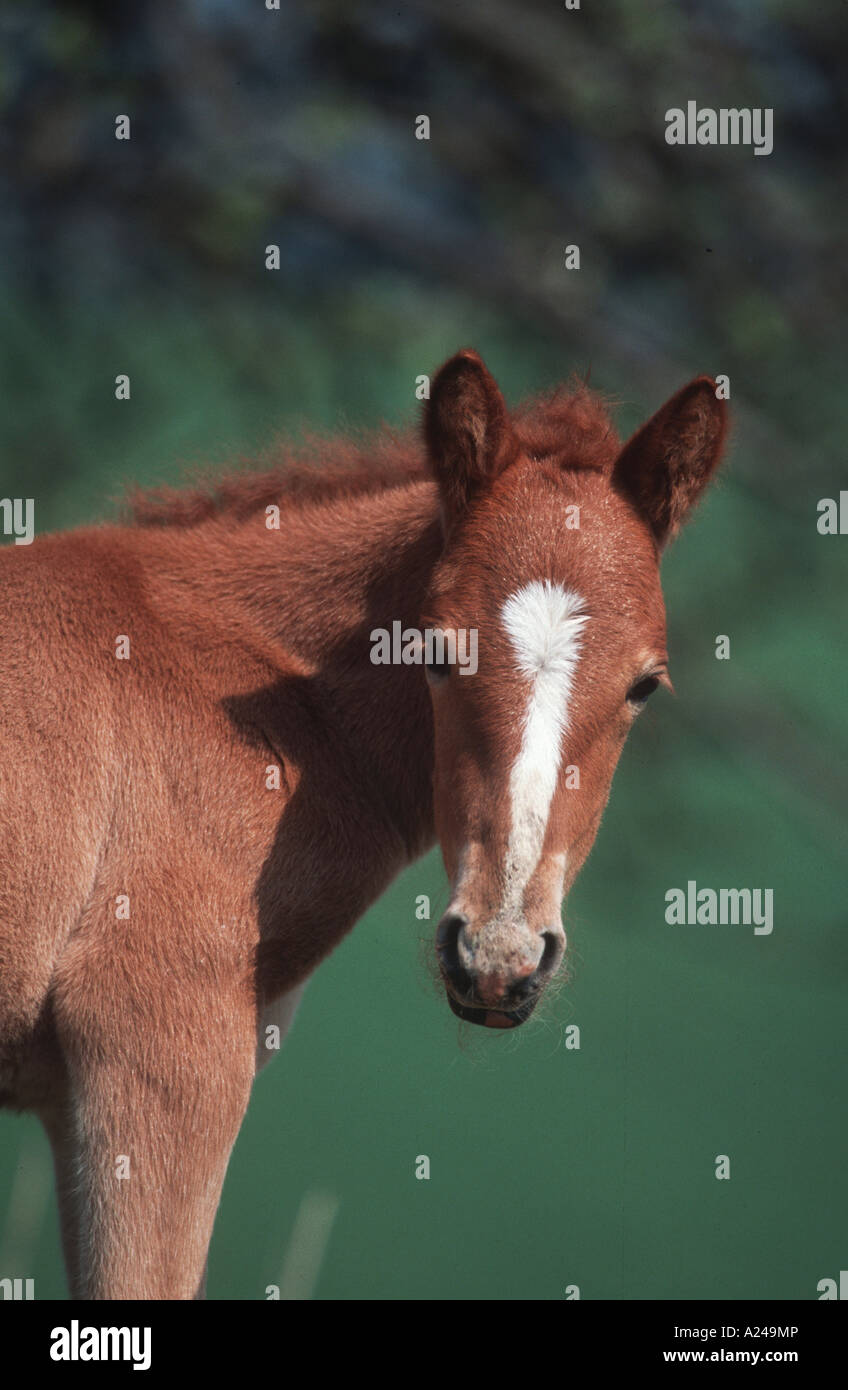 Partbreed Horse Mischlingspferd Stock Photo - Alamy