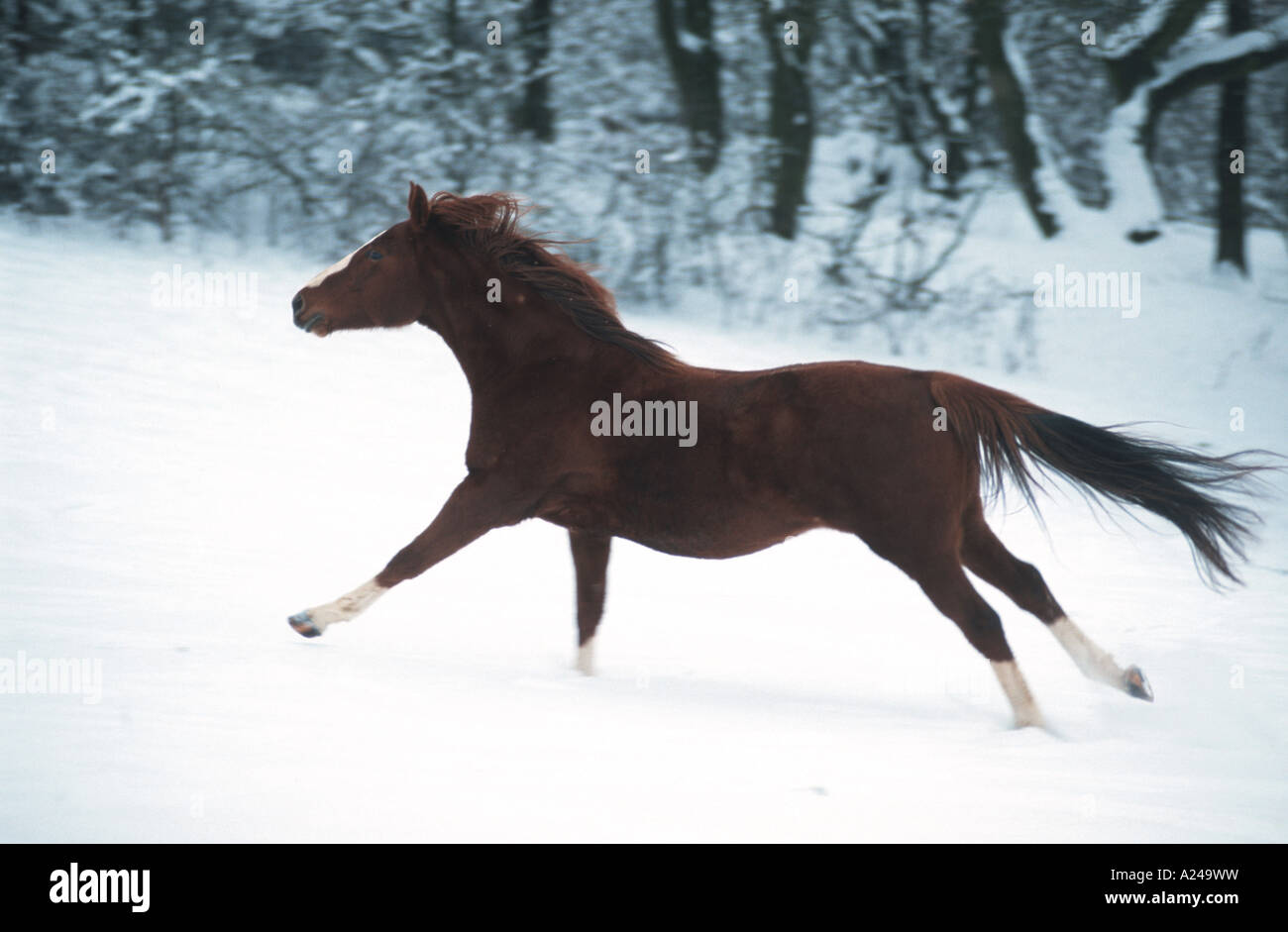 Partbreed Horse Mischlingspferd Stock Photo - Alamy