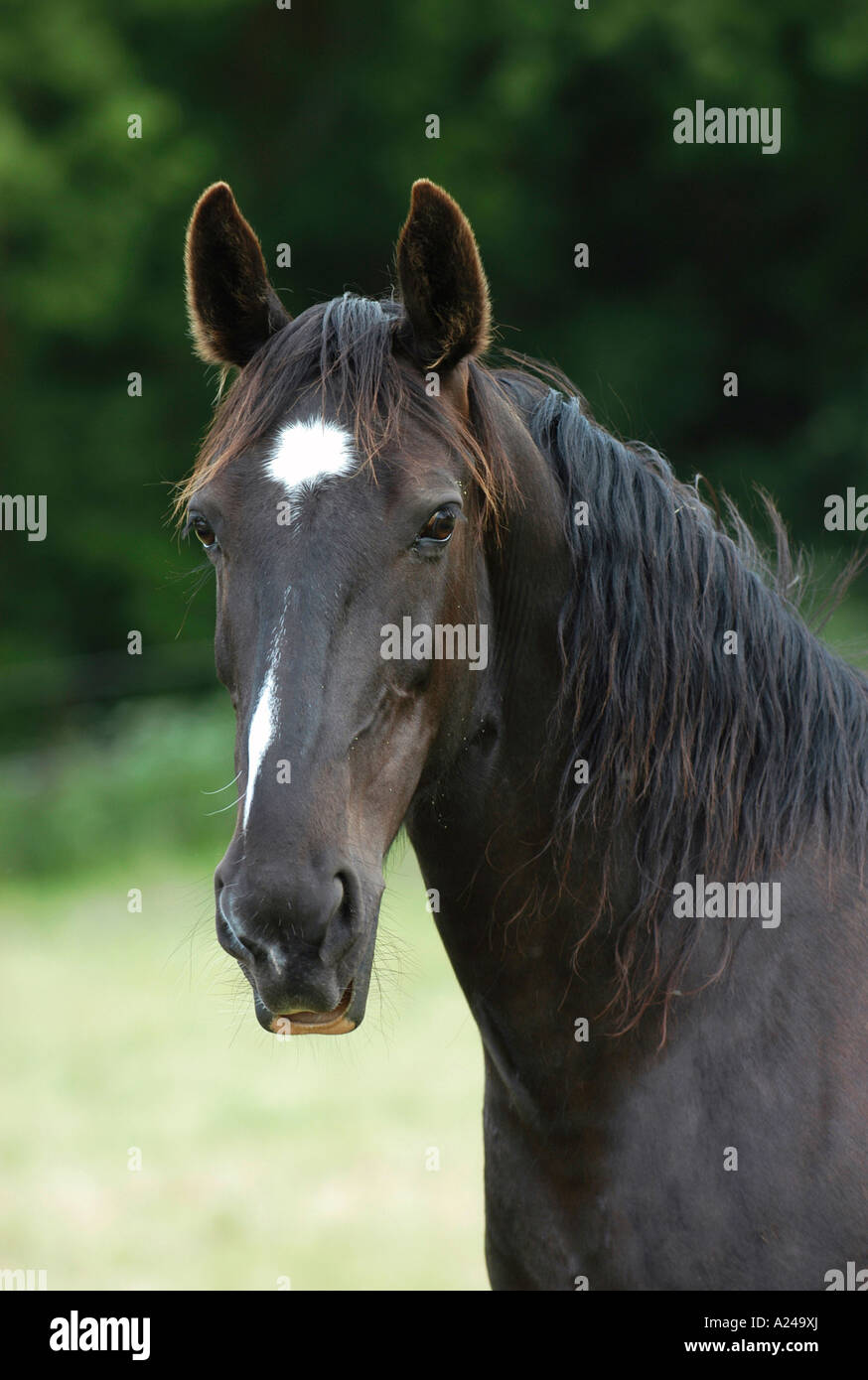 Partbreed Horse Mischlingspferd Stock Photo - Alamy