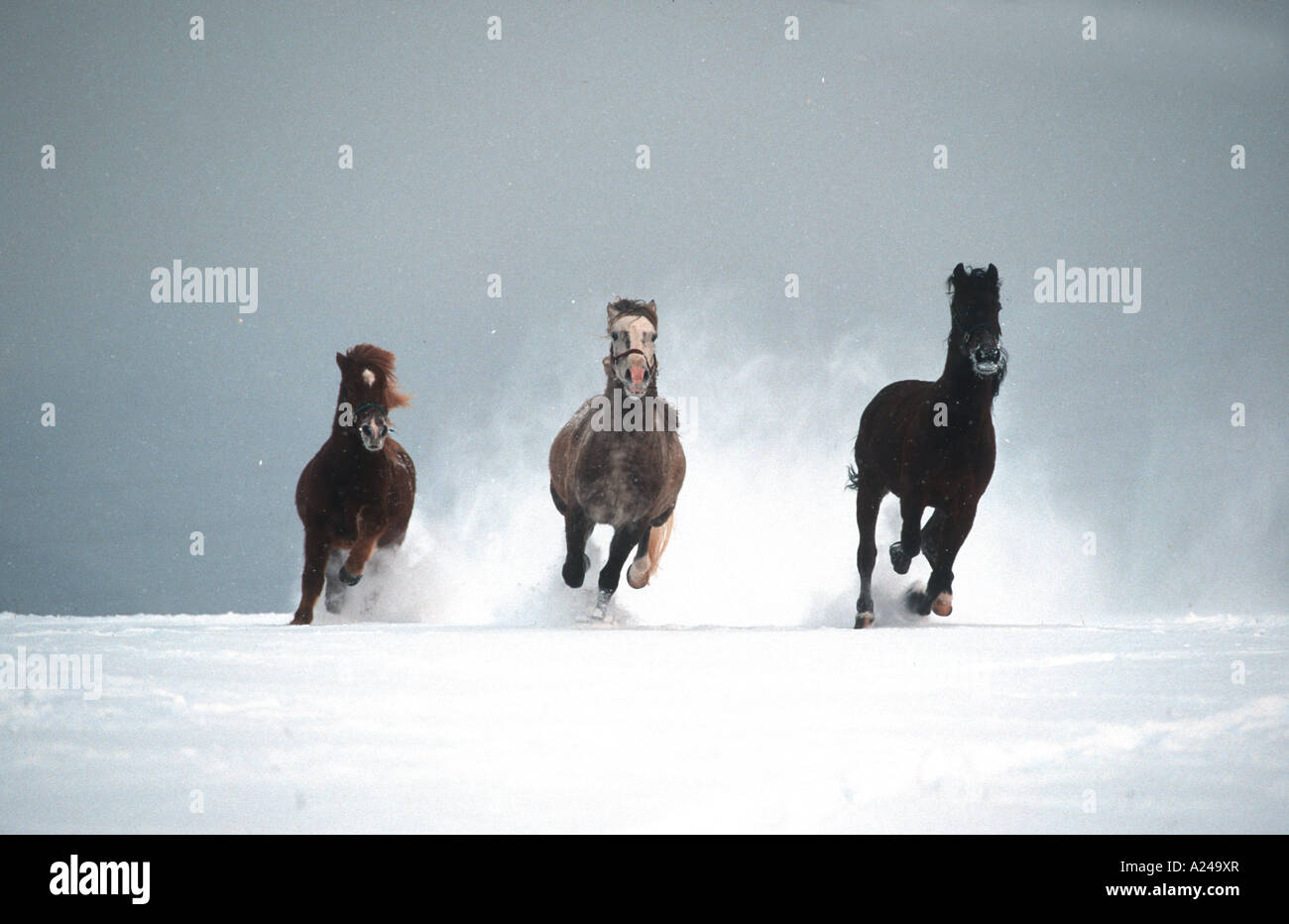 Partbreed Horse Mischlingspferd Stock Photo - Alamy