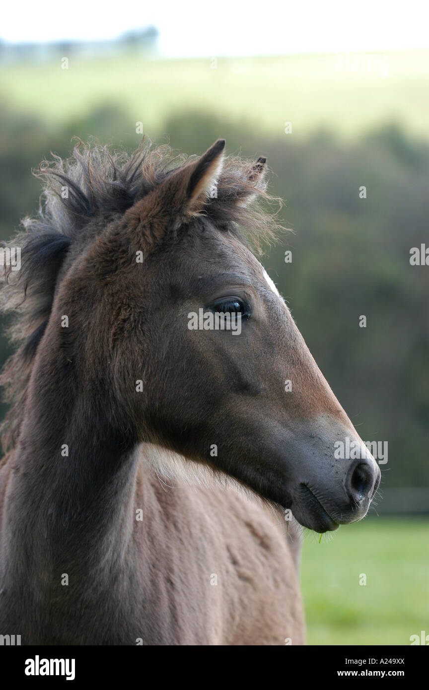 Partbreed Horse Mischlingspferd Stock Photo - Alamy