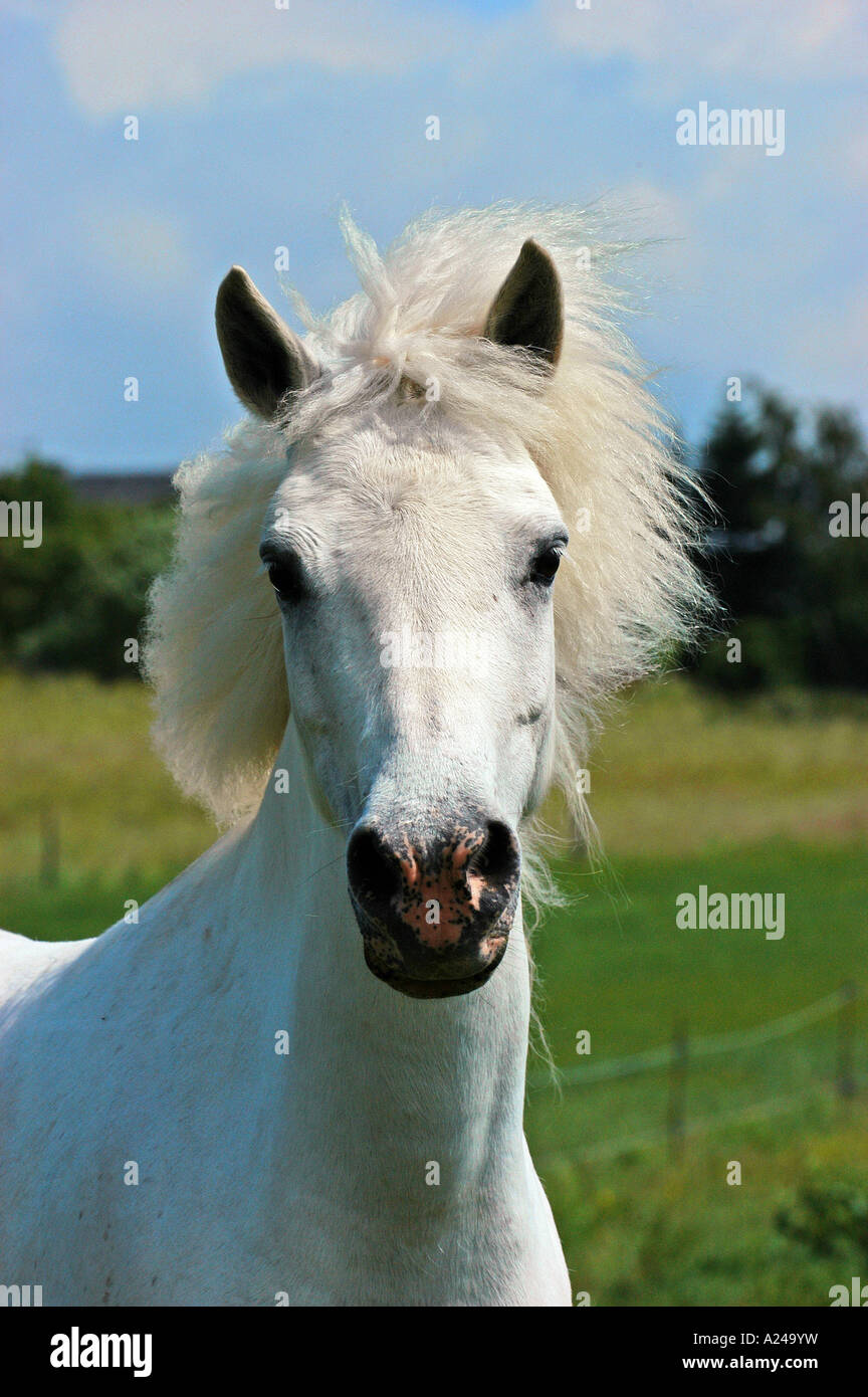 Partbreed Horse Mischlingspferd Stock Photo - Alamy