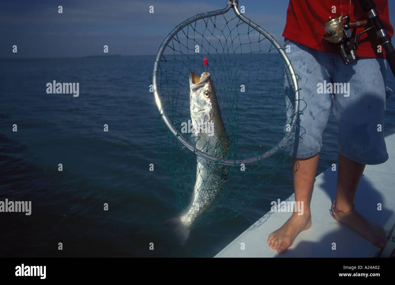 Weakfish hi-res stock photography and images - Alamy