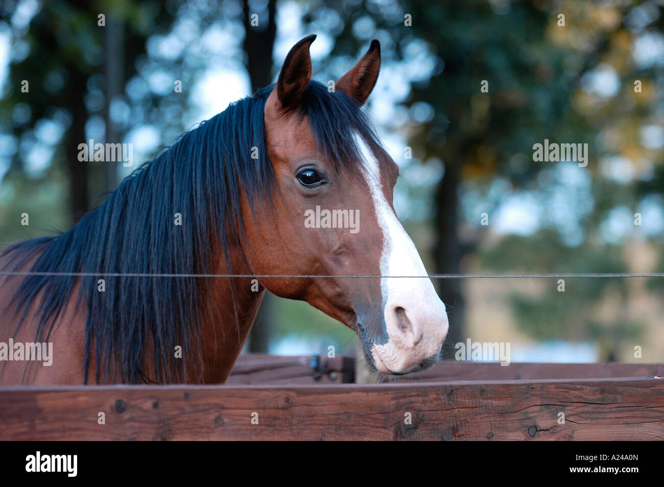 Partbreed Horse Mischlingspferd Stock Photo - Alamy