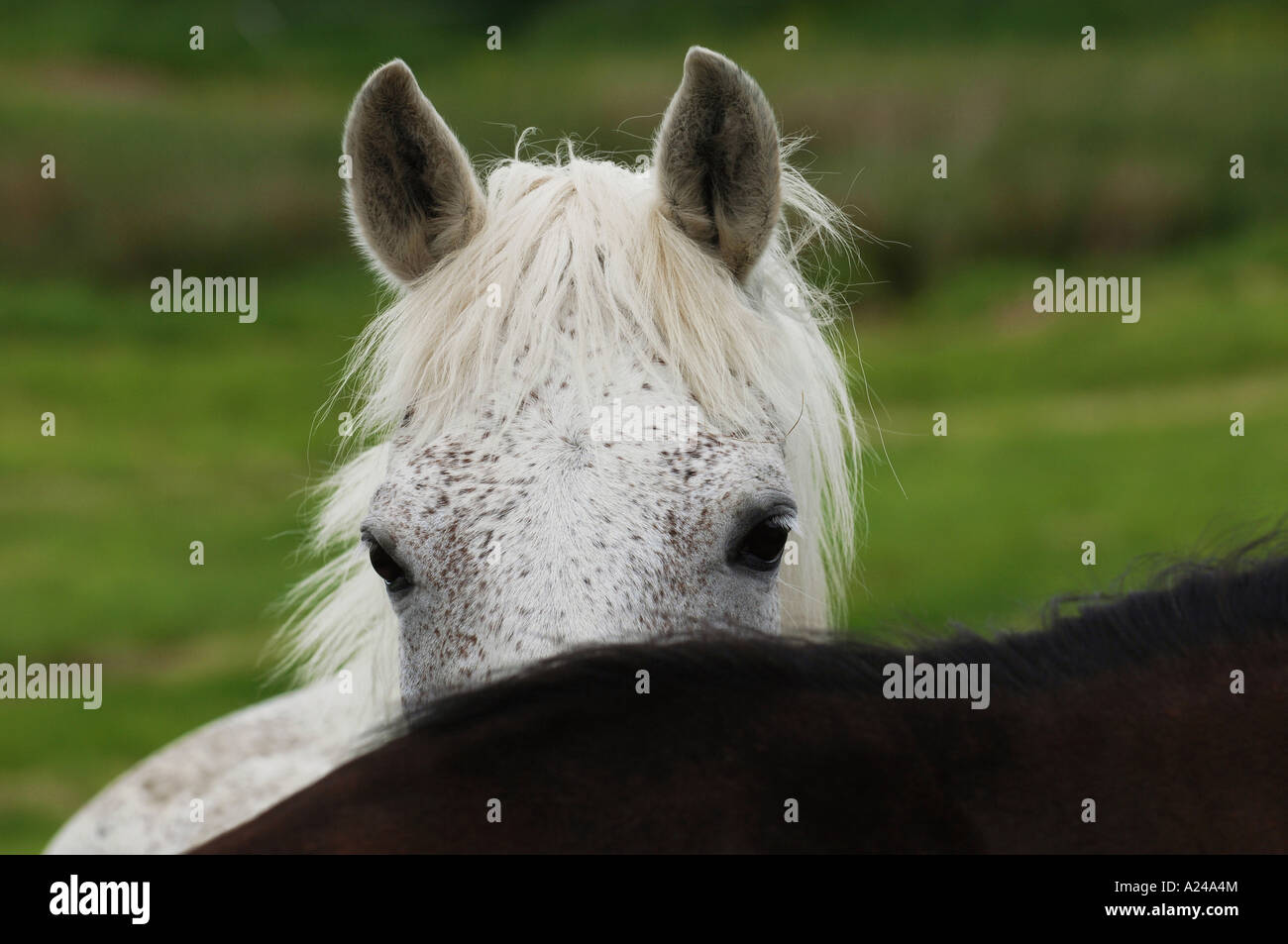 Partbreed Horse Mischlingspferd Stock Photo - Alamy