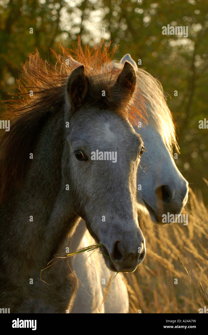 Partbreed Horse Mischlingspferd Stock Photo - Alamy