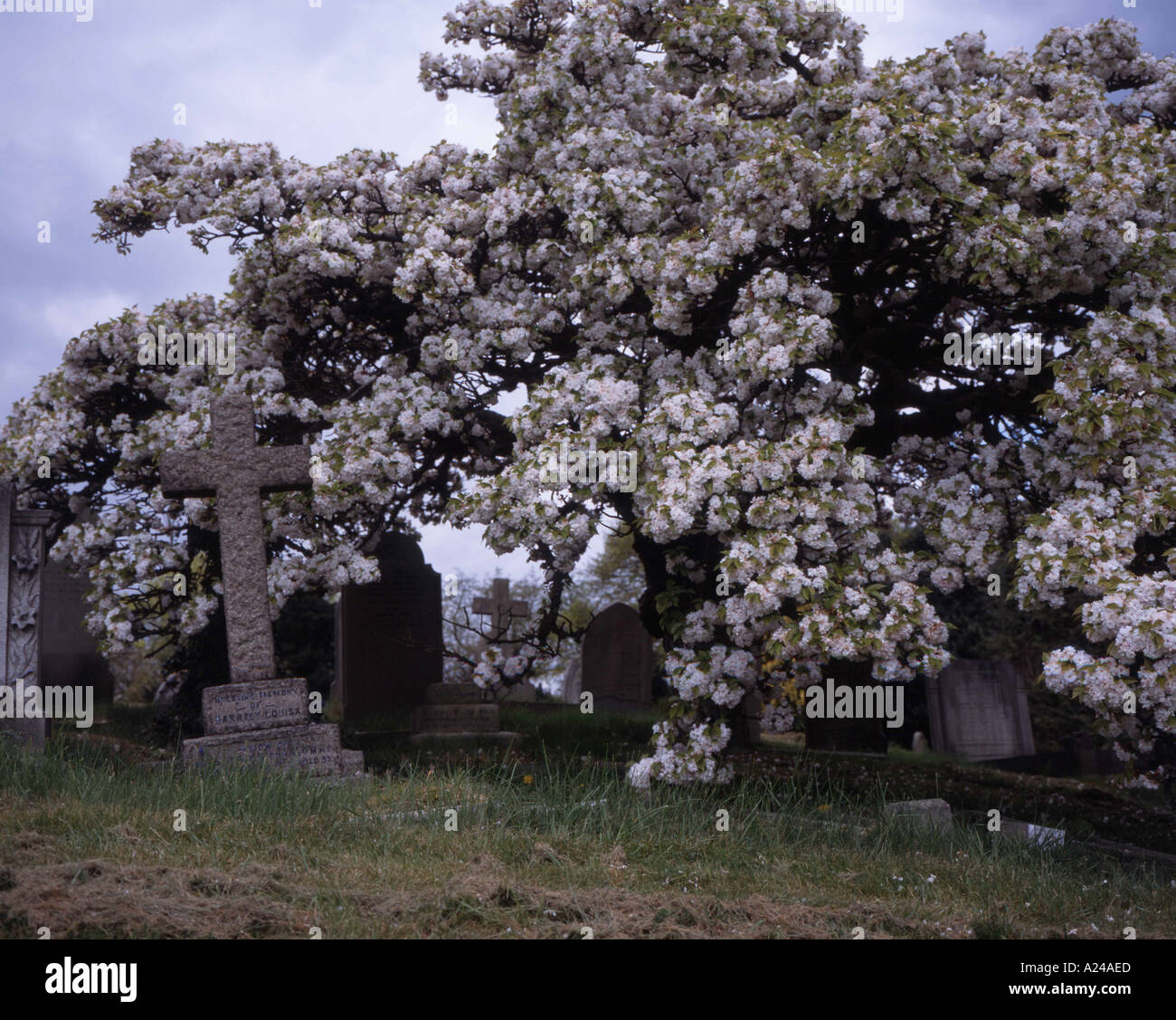 Gravestones under spring blossom tree Locksbrook Cemetery Bath Spa ...