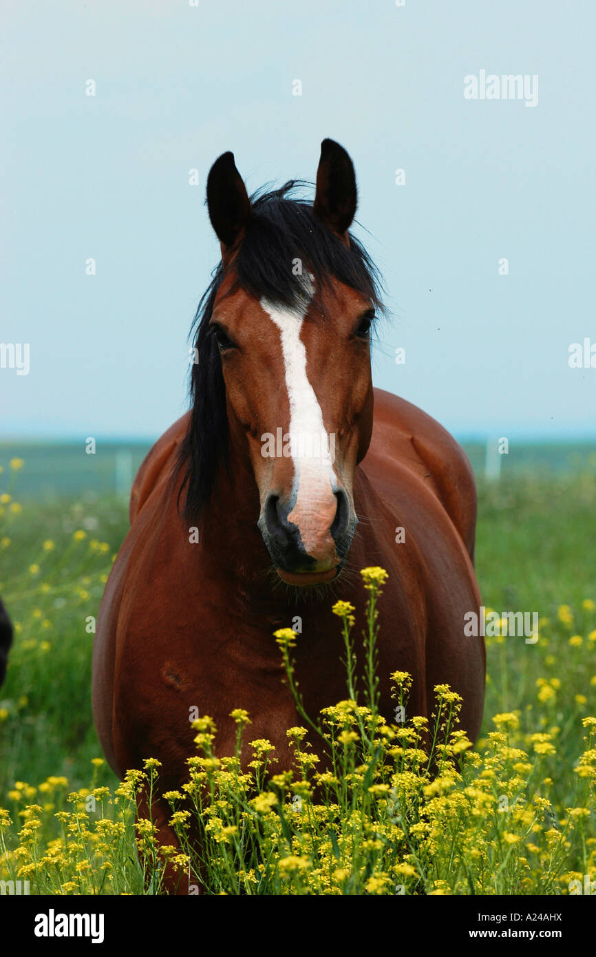 Partbreed Horse Mischlingspferd Stock Photo - Alamy
