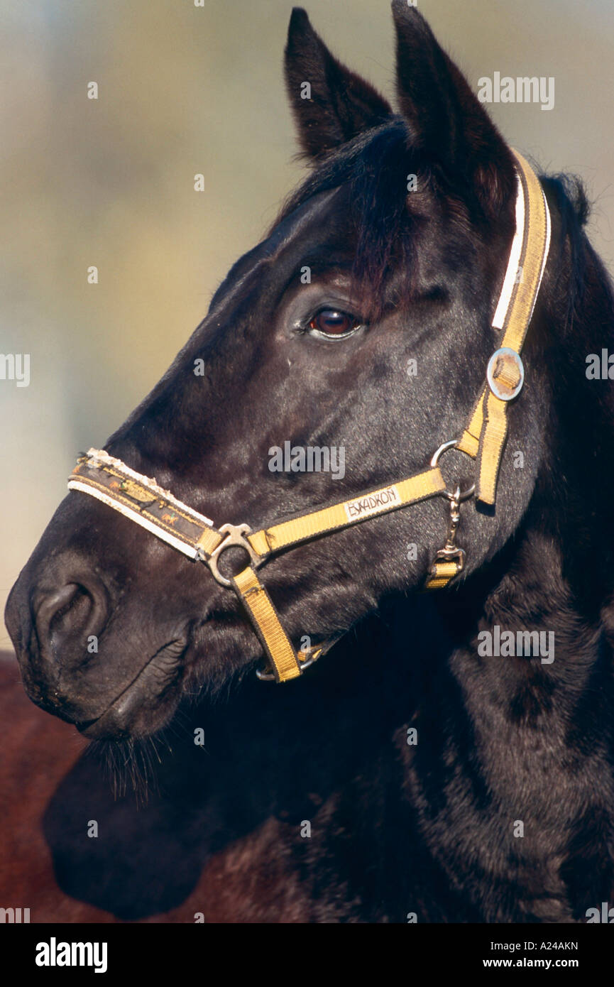 Partbreed Horse Mischlingspferd Stock Photo - Alamy