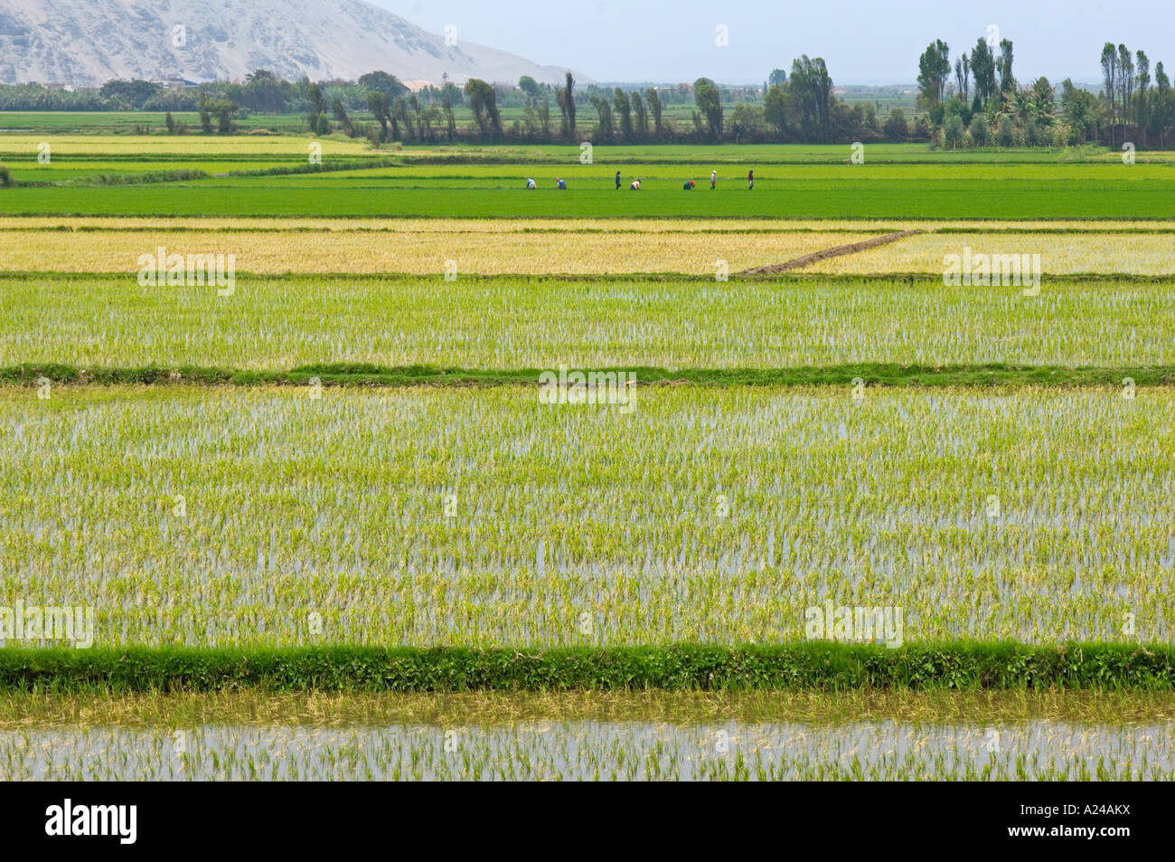 A lush green area of paddy fields in Peru where the local workers are ...