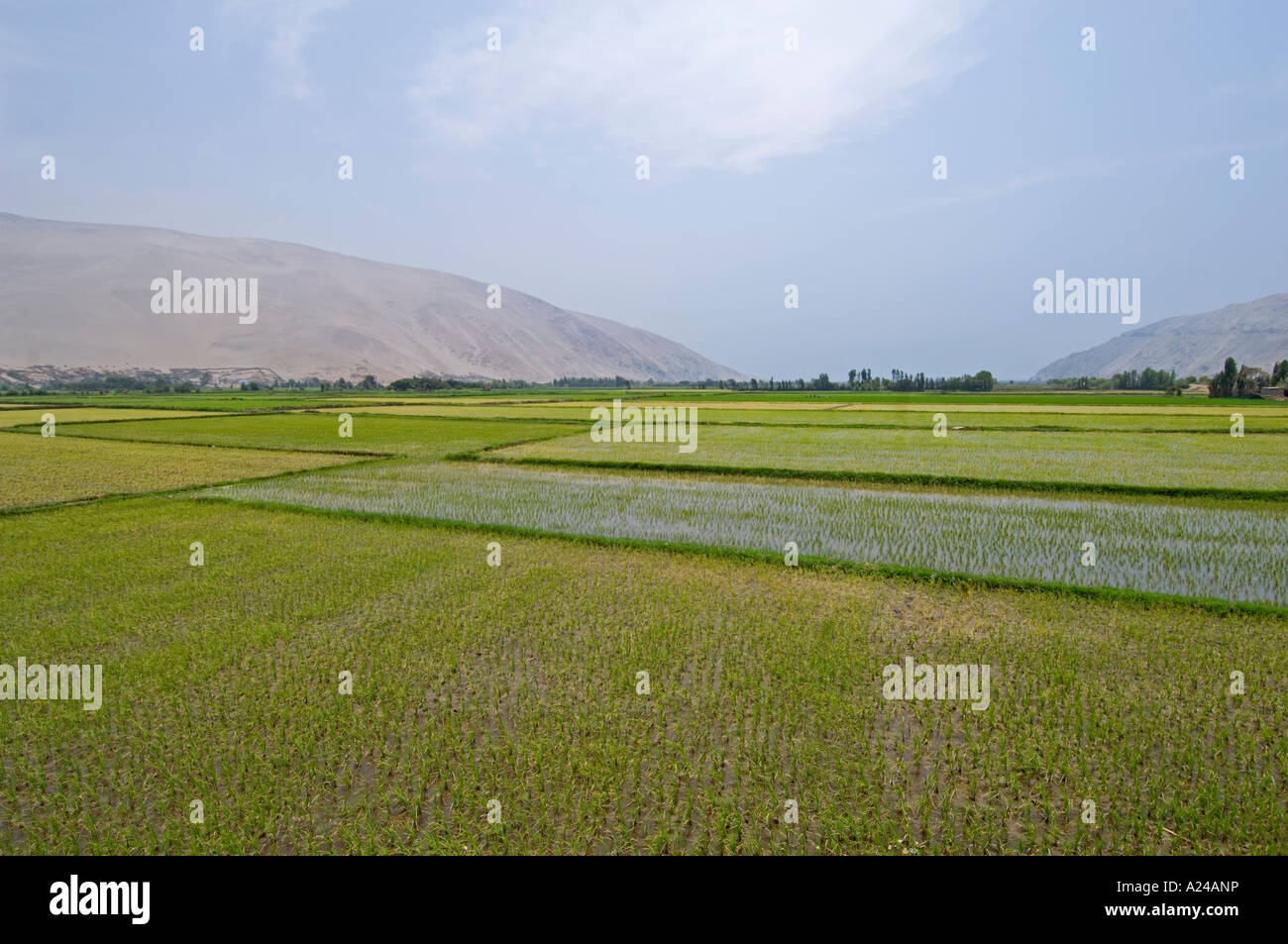 A lush green area of paddy fields in Peru where the local workers are ...