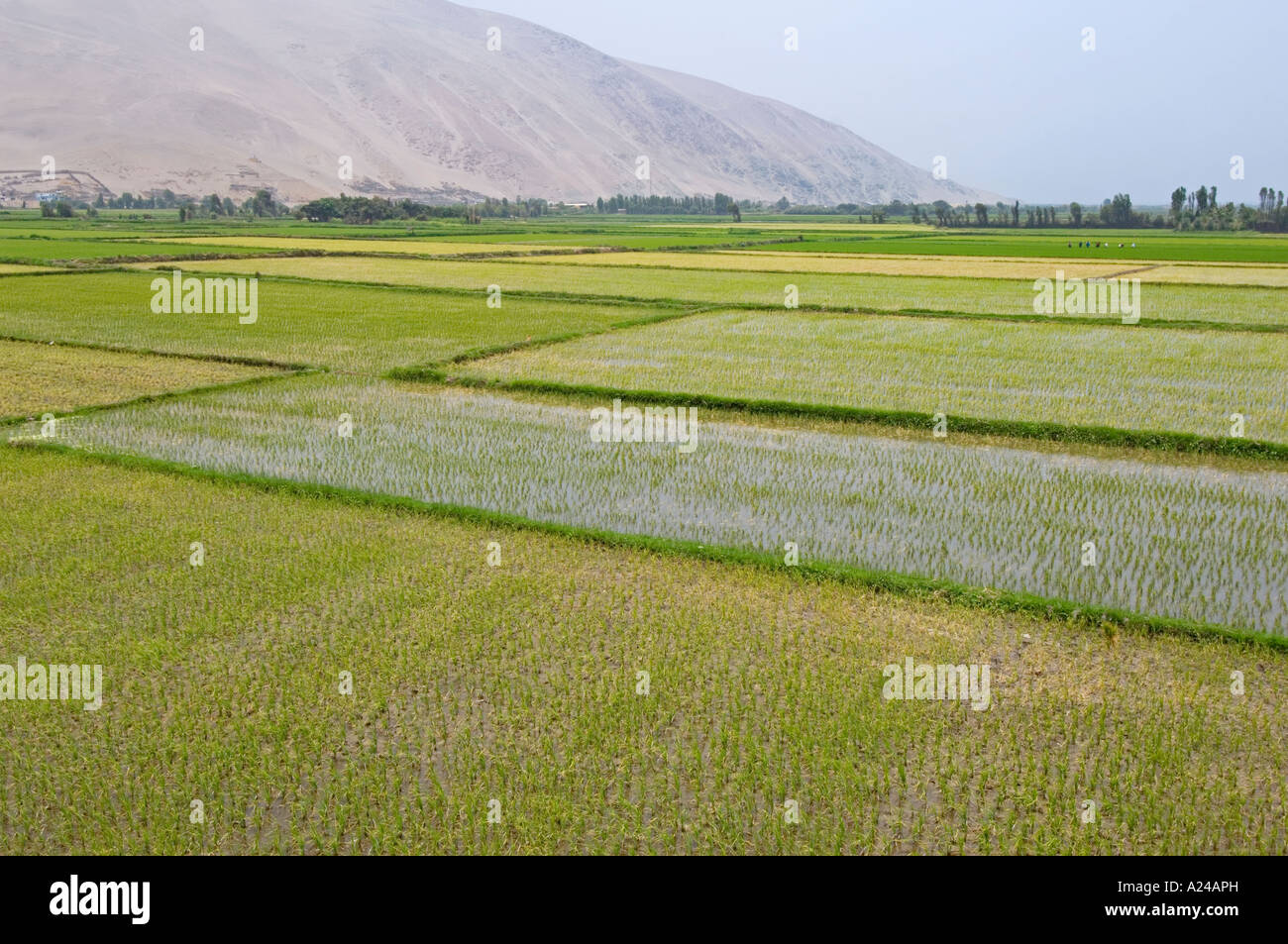 A lush green area of paddy fields in Peru where the local workers are ...
