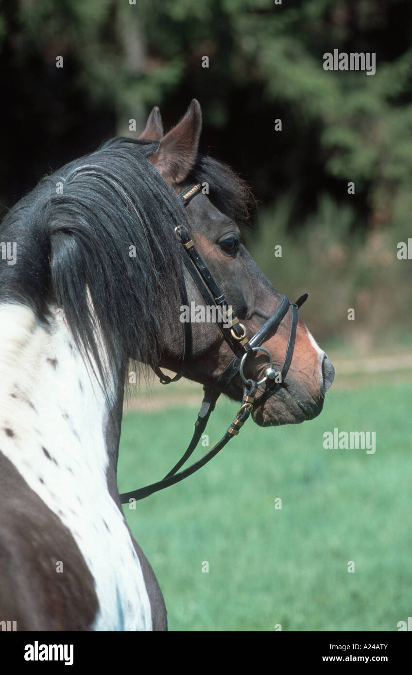 Coat pattern horse horses hi-res stock photography and images - Alamy