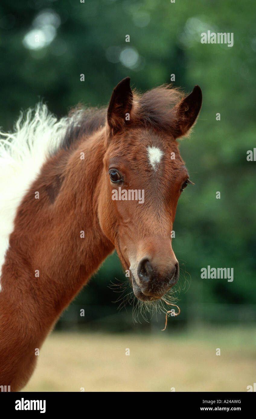 Cheval pinto hi-res stock photography and images - Alamy