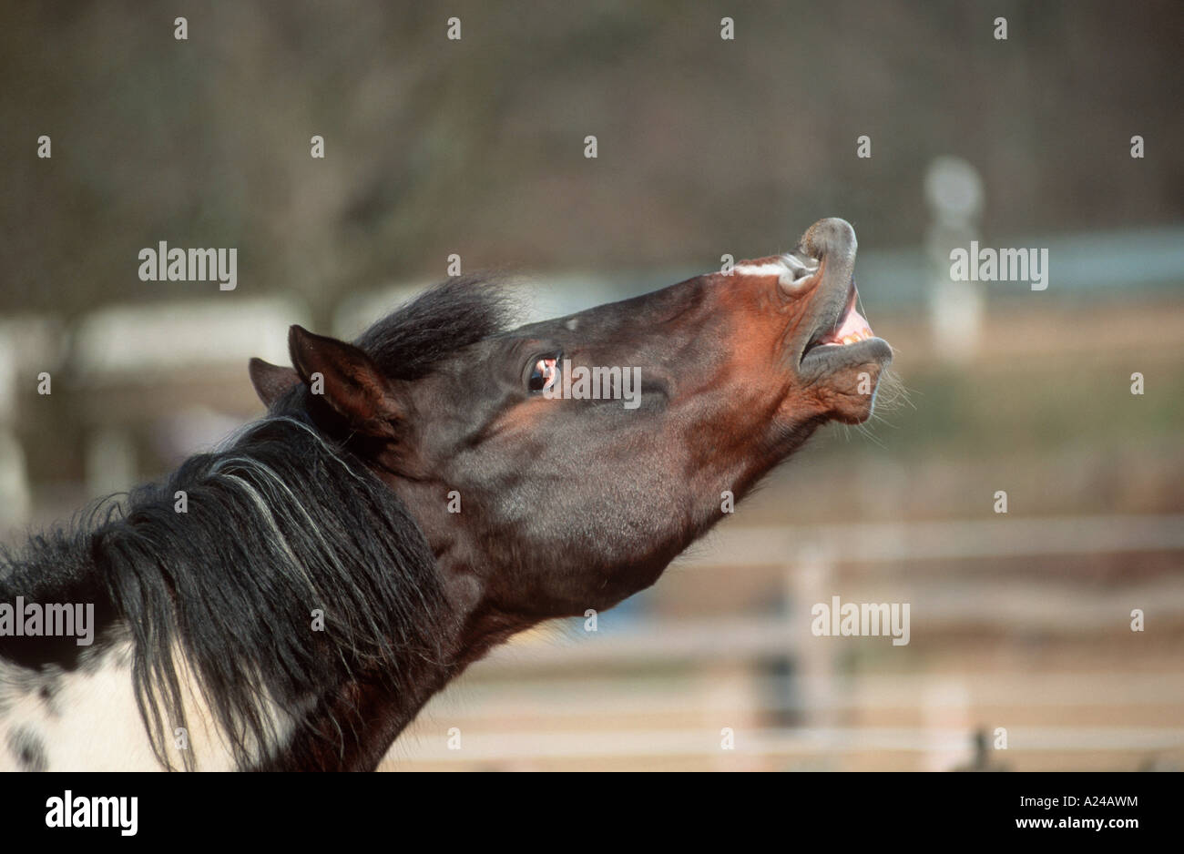 Cavallo pinto hi-res stock photography and images - Alamy