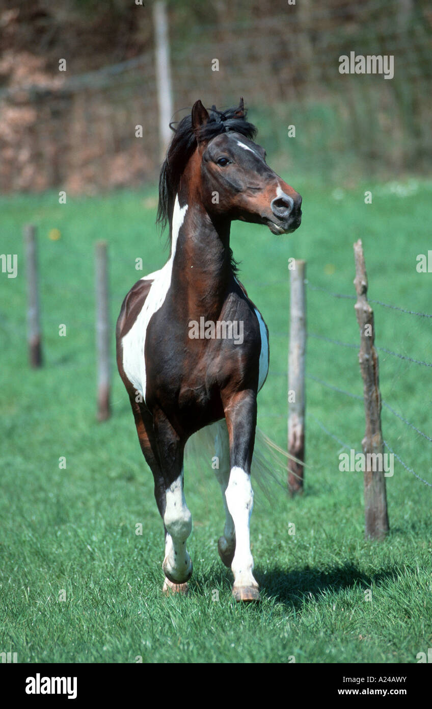 Cheval pinto hi-res stock photography and images - Alamy