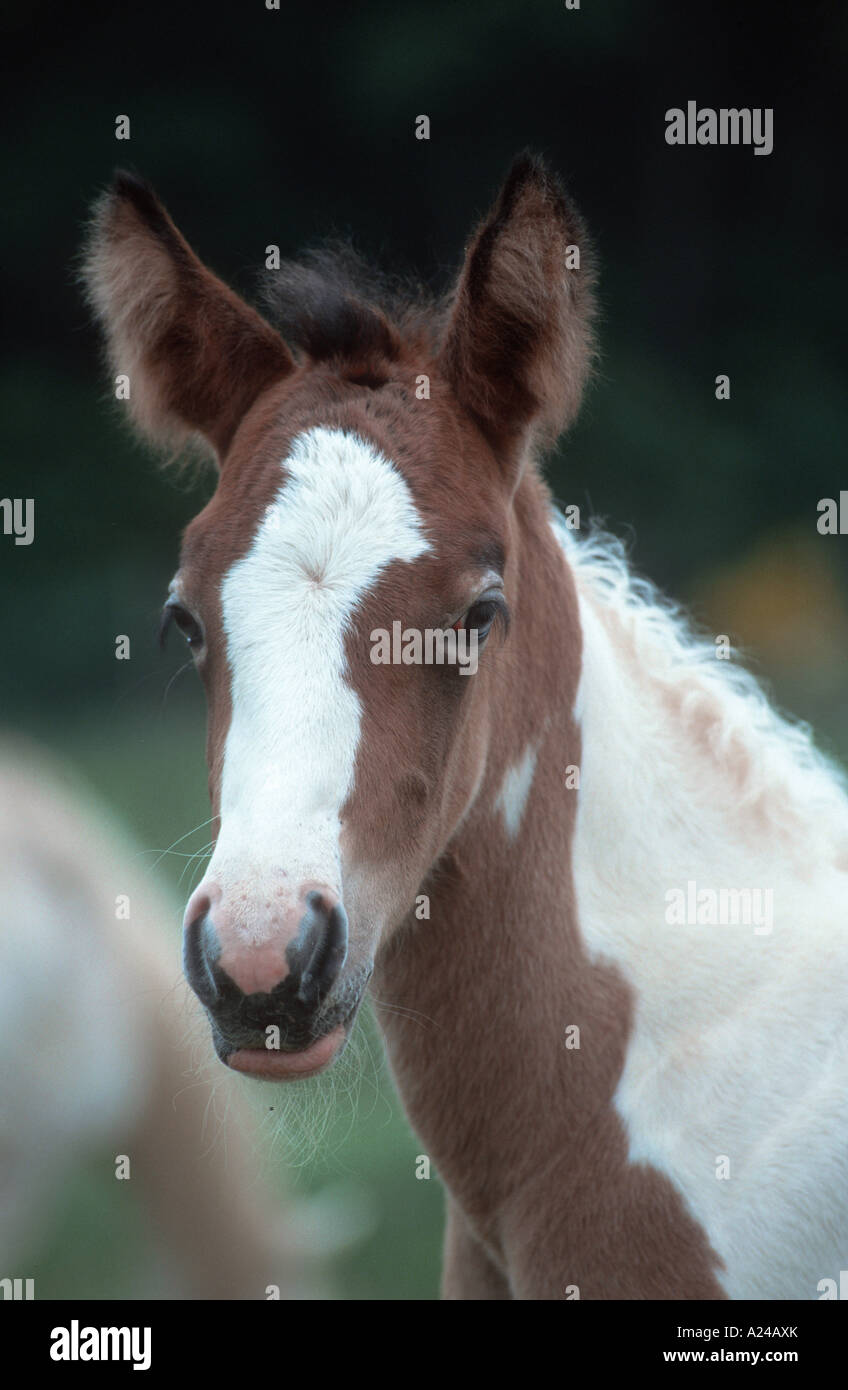Caballos pintos hi-res stock photography and images - Alamy