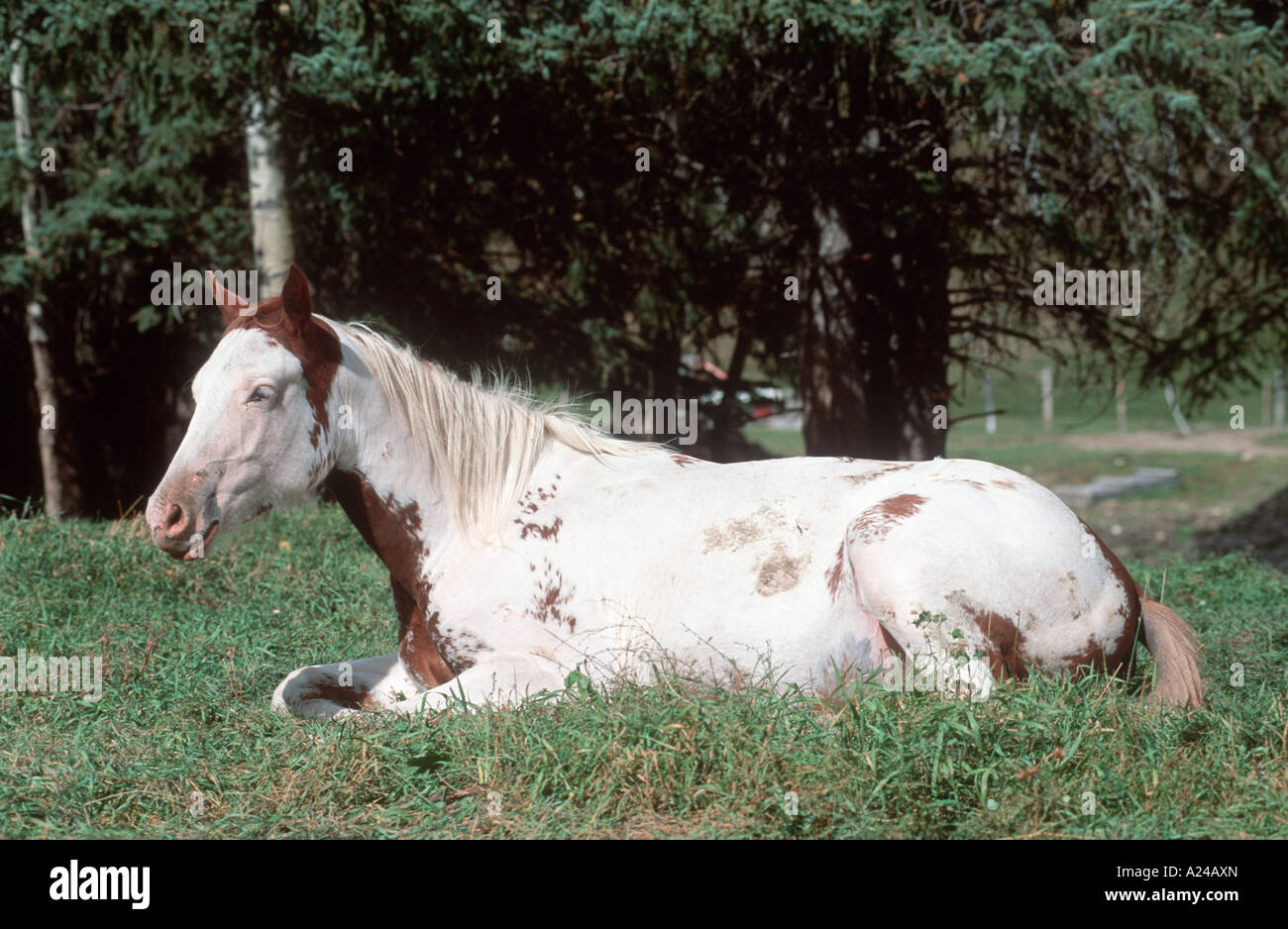 Cavallo pinto hi-res stock photography and images - Alamy