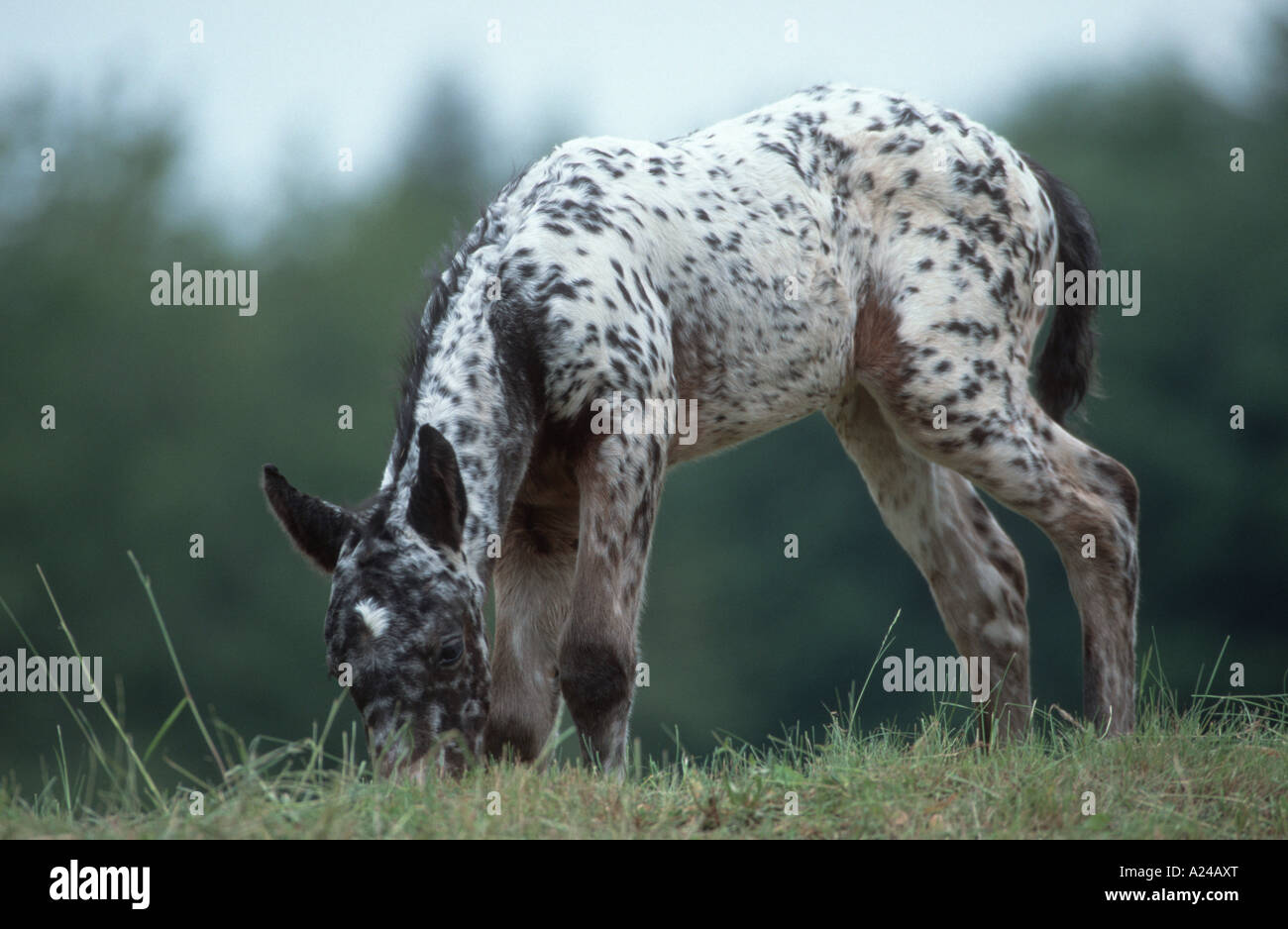 Caballo pinto hi-res stock photography and images - Alamy