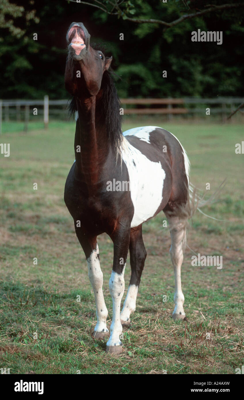 Caballos pintos hi-res stock photography and images - Alamy