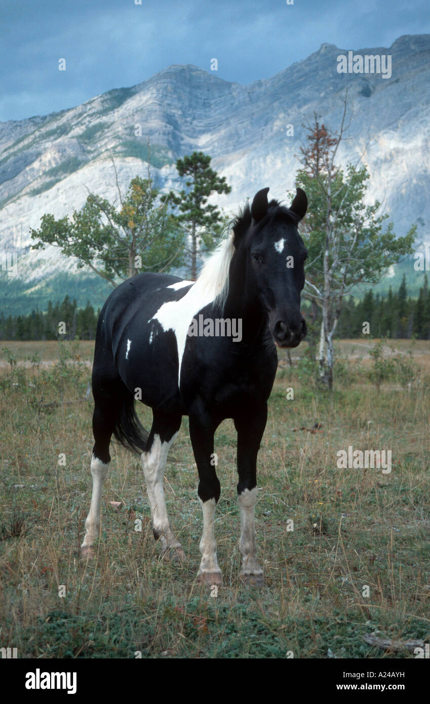 Caballo pinto hi-res stock photography and images - Alamy