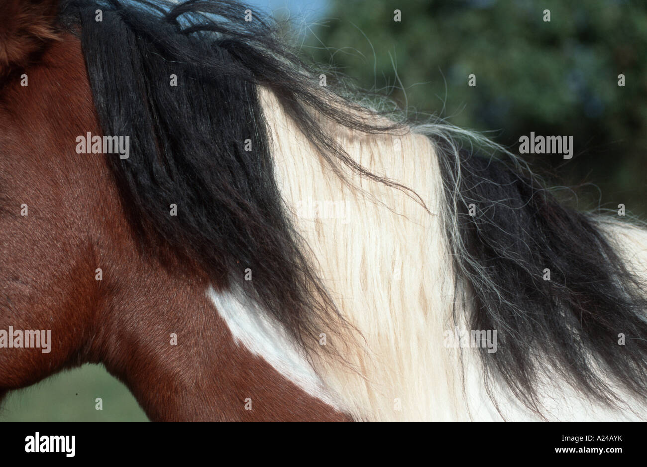 Cavallo pinto hi-res stock photography and images - Alamy