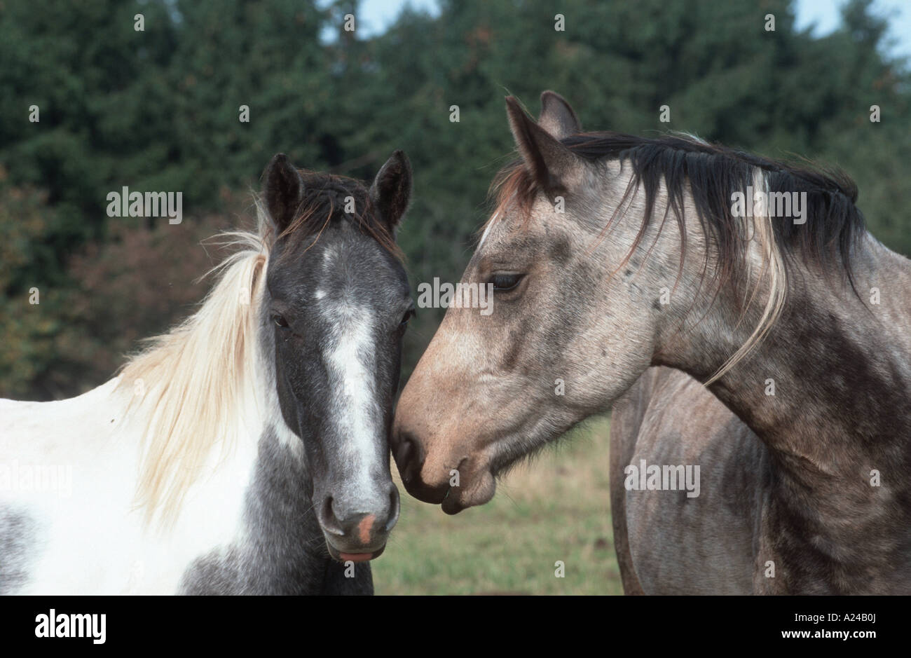 Cavallo pinto hi-res stock photography and images - Alamy