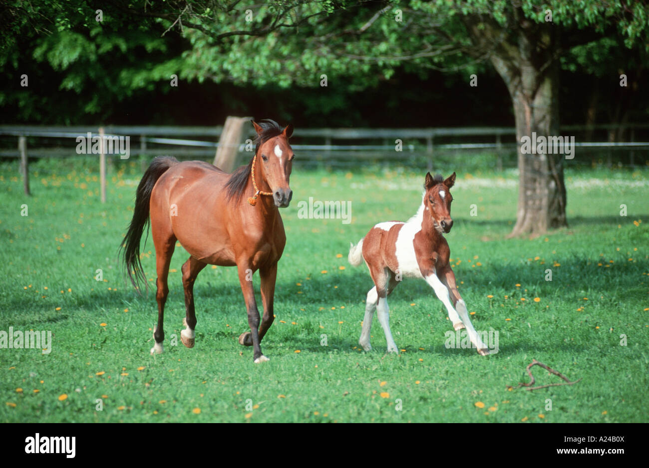 Caballo pinto hi-res stock photography and images - Alamy