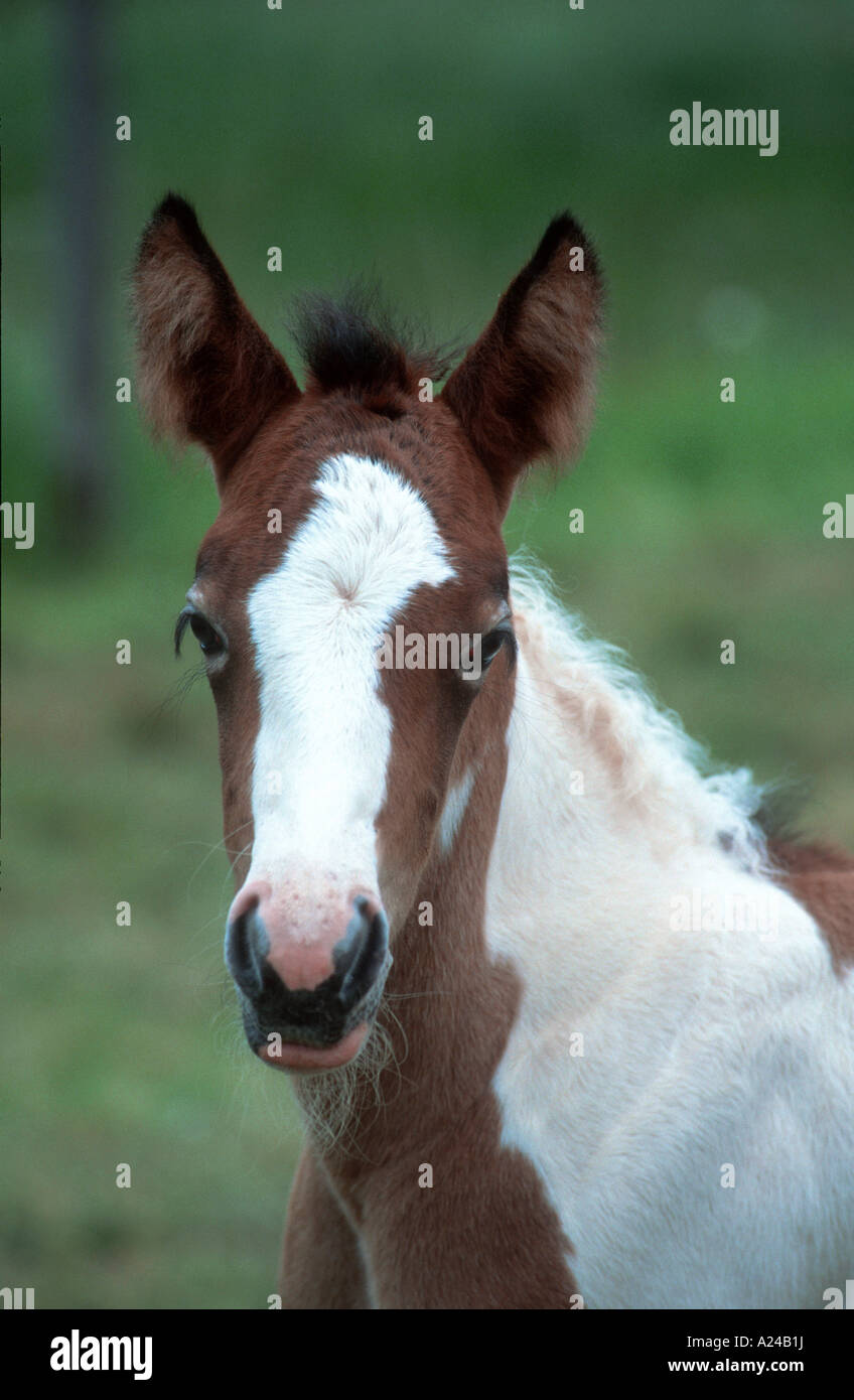 Caballo pinto hi-res stock photography and images - Alamy