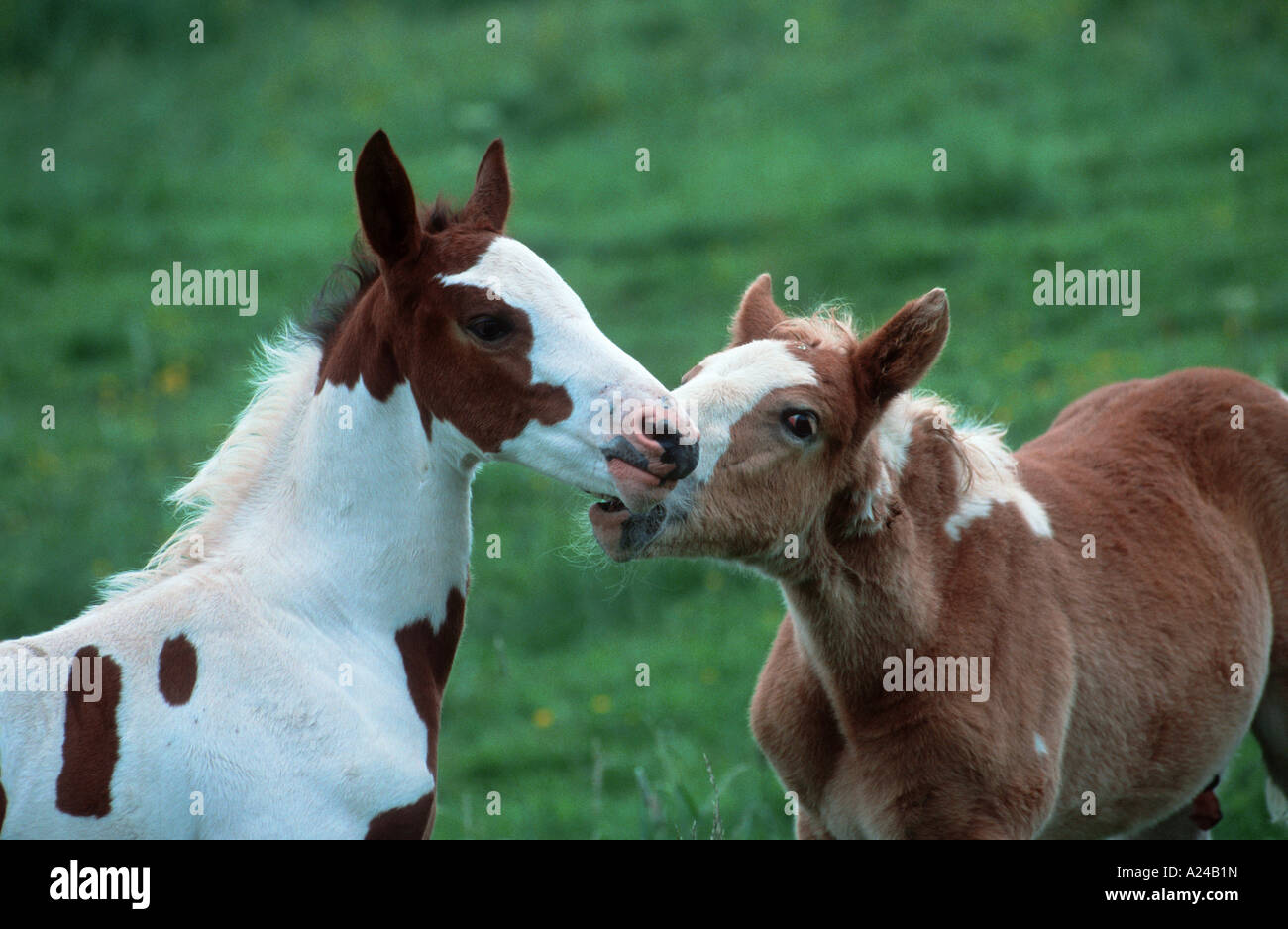 Caballo pinto hi-res stock photography and images - Alamy