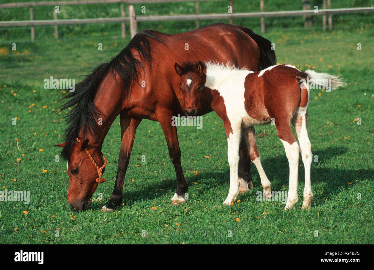 Caballo pinto hi-res stock photography and images - Alamy