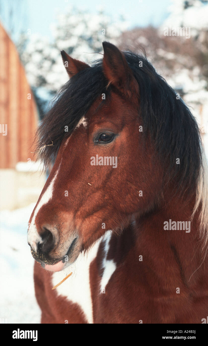 Caballo pinto hi-res stock photography and images - Alamy