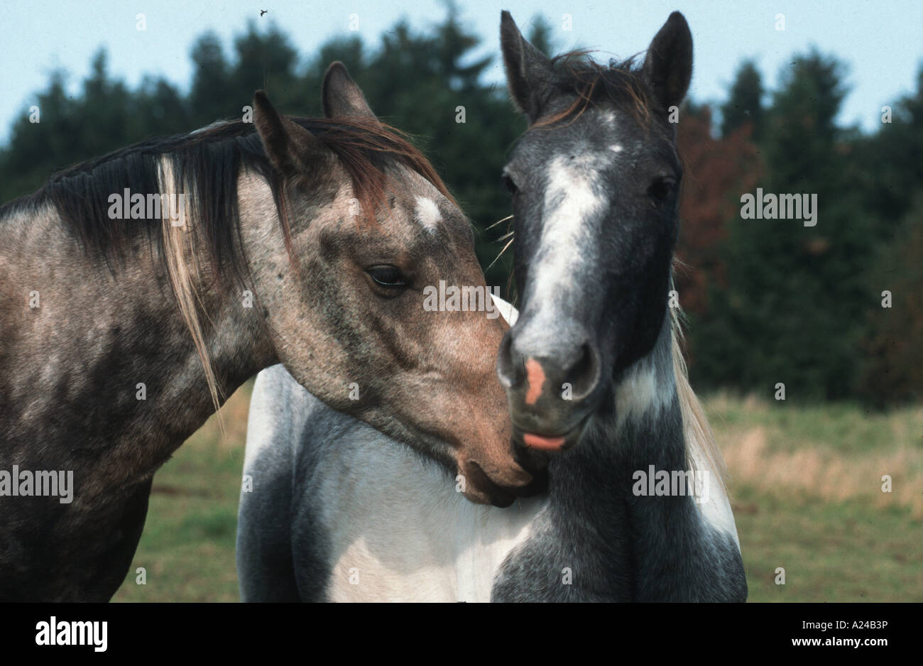 Cheval pinto hi-res stock photography and images - Alamy
