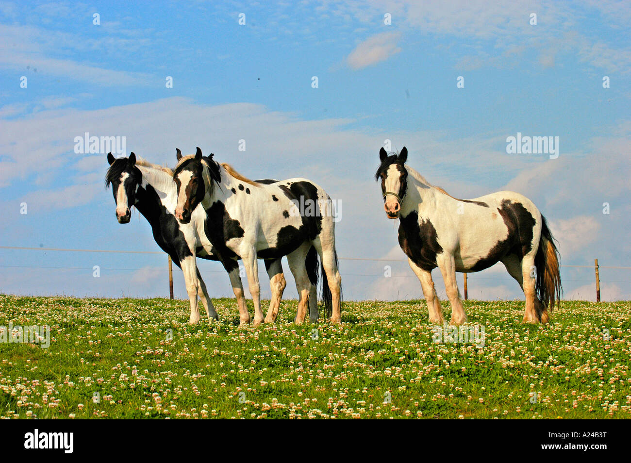 Caballos pintos hi-res stock photography and images - Alamy