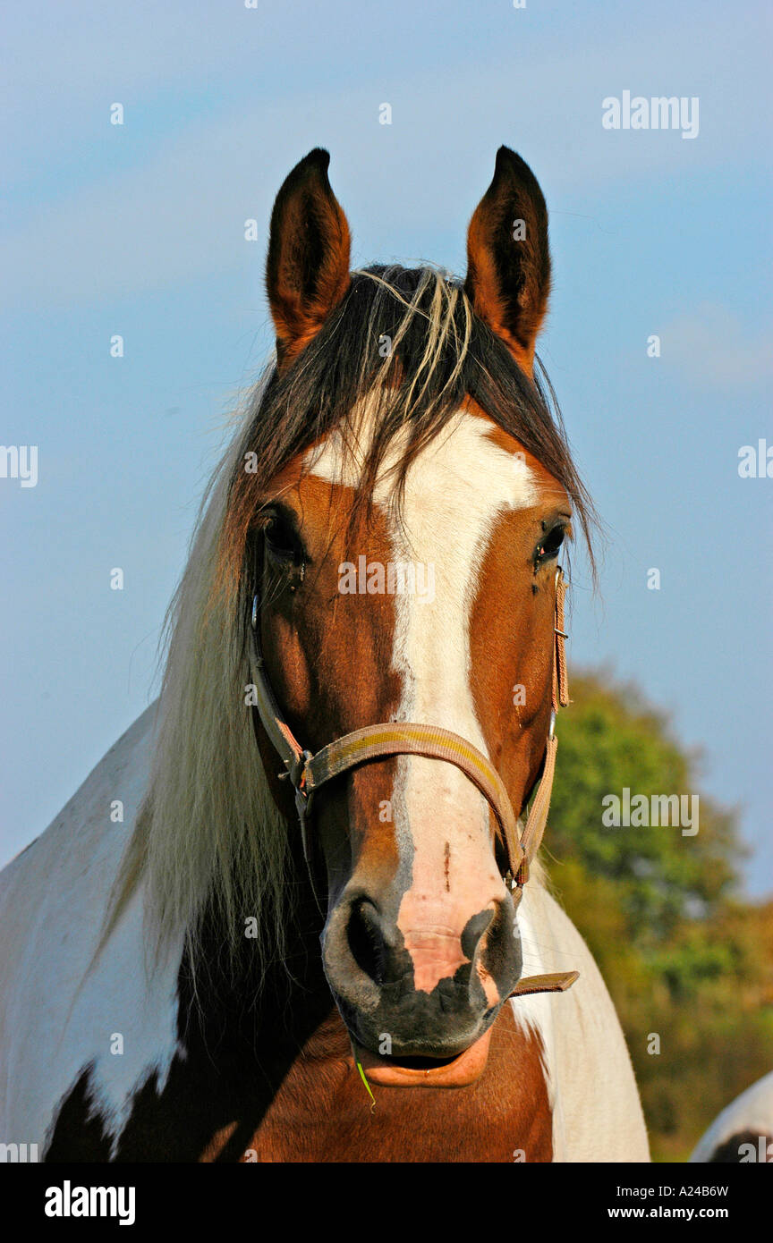 Caballos pintos hi-res stock photography and images - Alamy