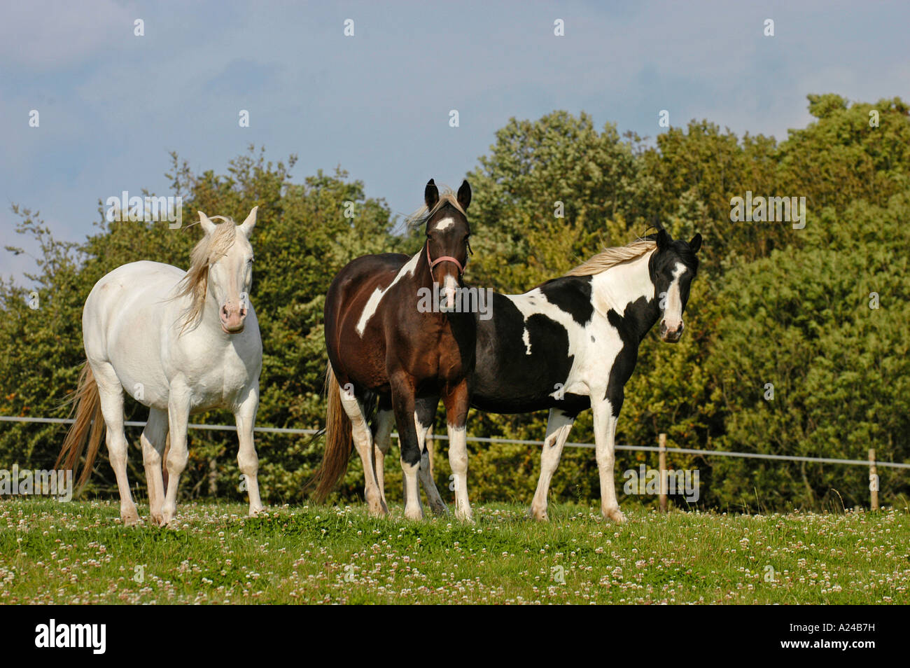 Cheval pinto hi-res stock photography and images - Alamy