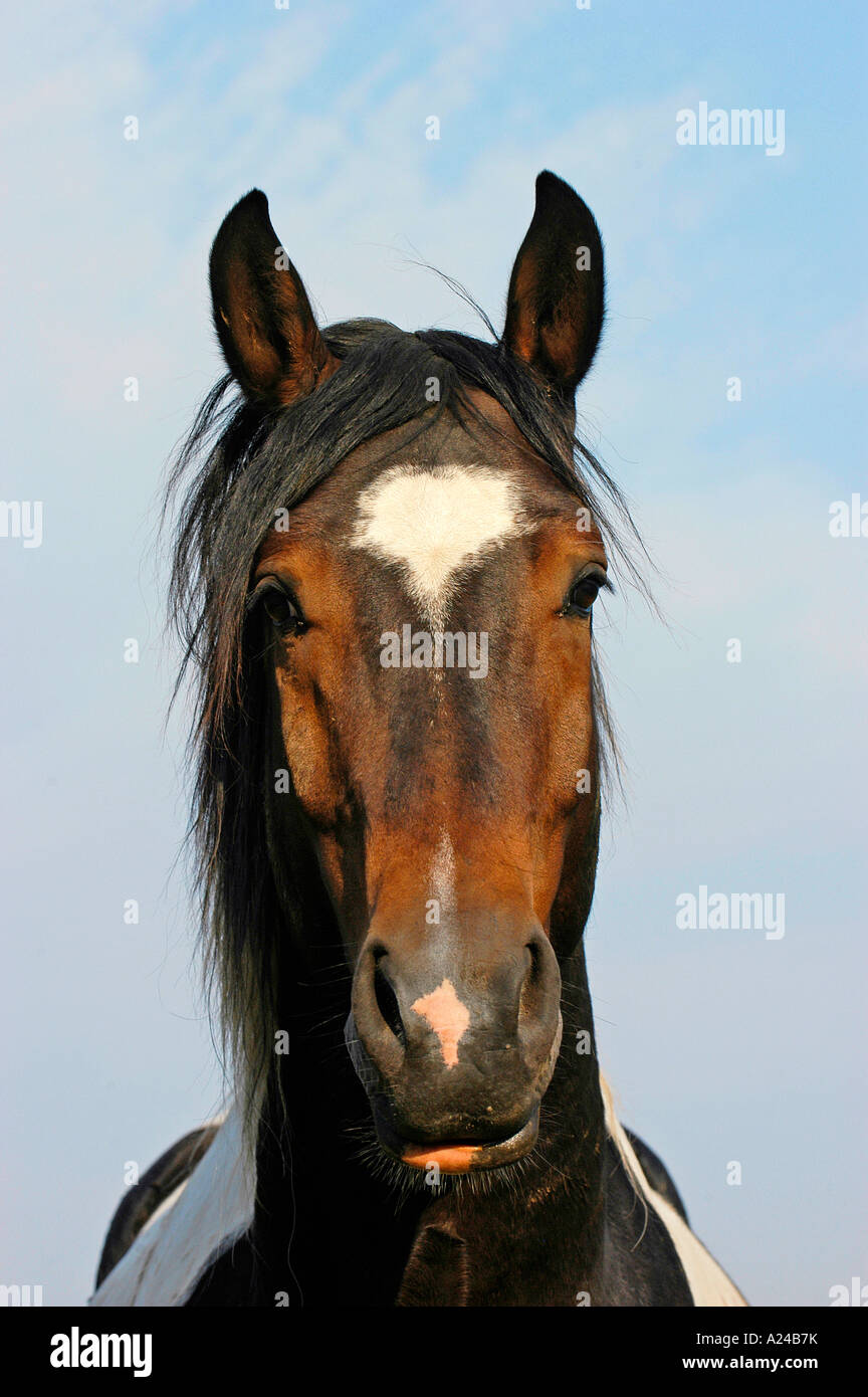 Caballo pinto hi-res stock photography and images - Alamy