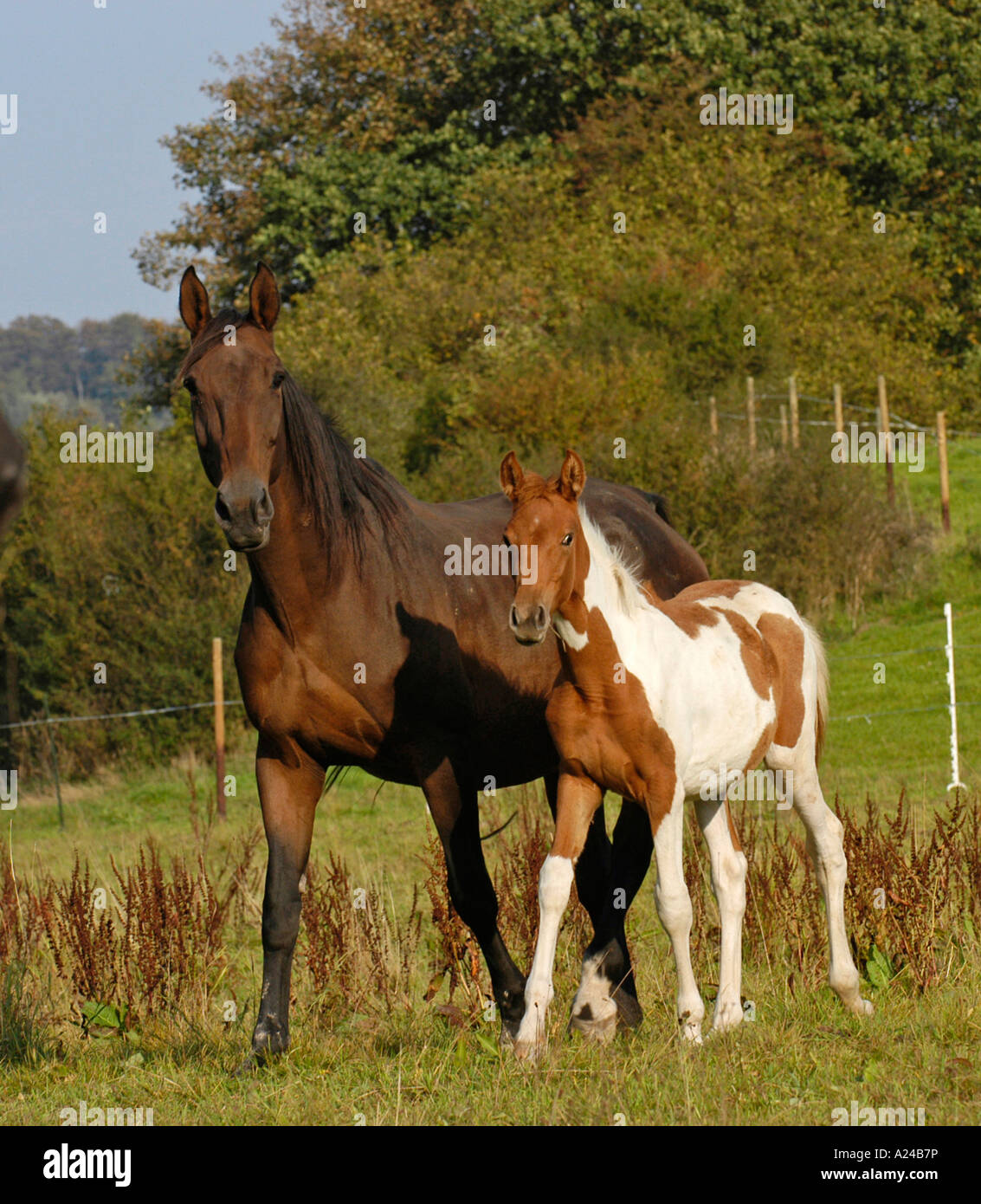 Caballo pinto hi-res stock photography and images - Alamy