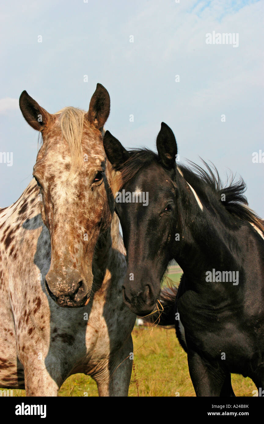 Caballo pinto hi-res stock photography and images - Alamy